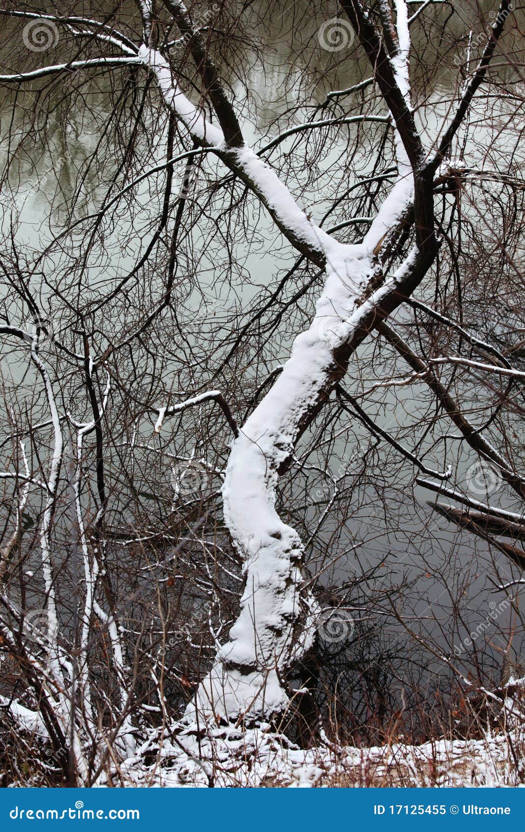 First Snow. Snow-covered Tree. Stock Image - Image of frozen, winter ...