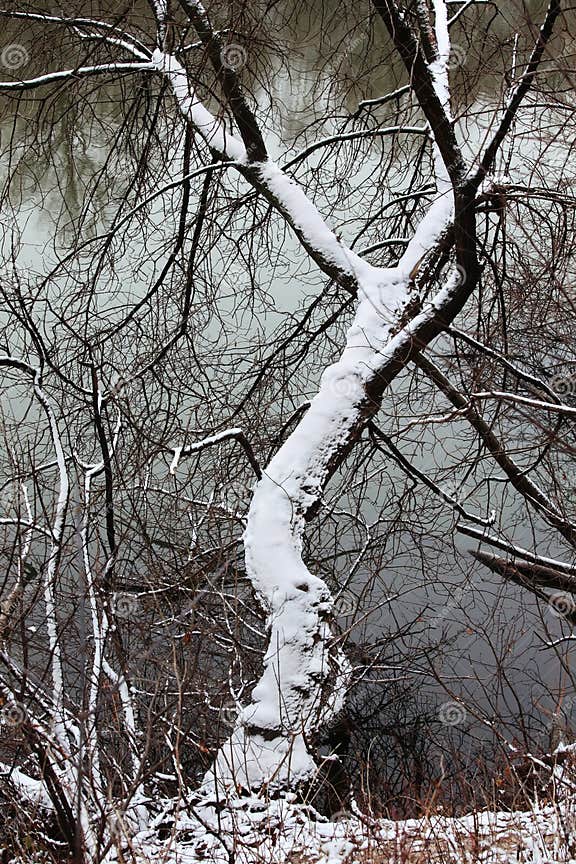 First Snow. Snow-covered Tree. Stock Image - Image of frozen, winter ...