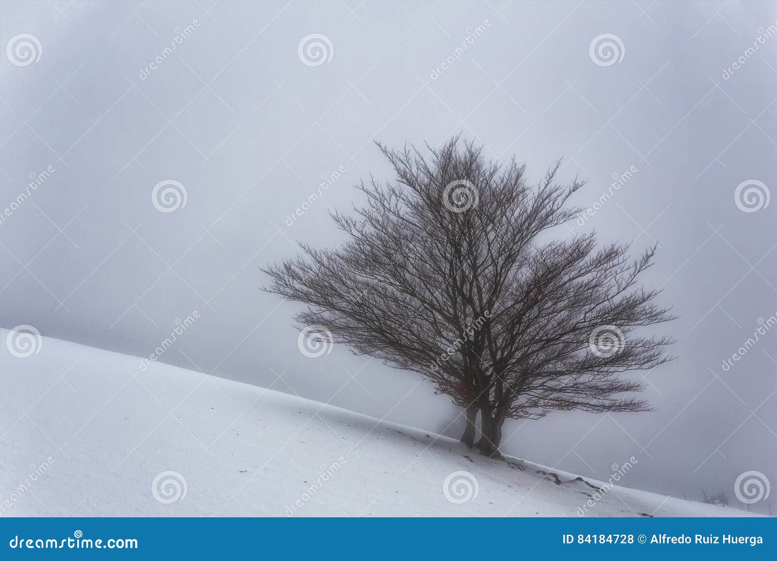 First snow storm stock photo. Image of beech, urbasa - 84184728