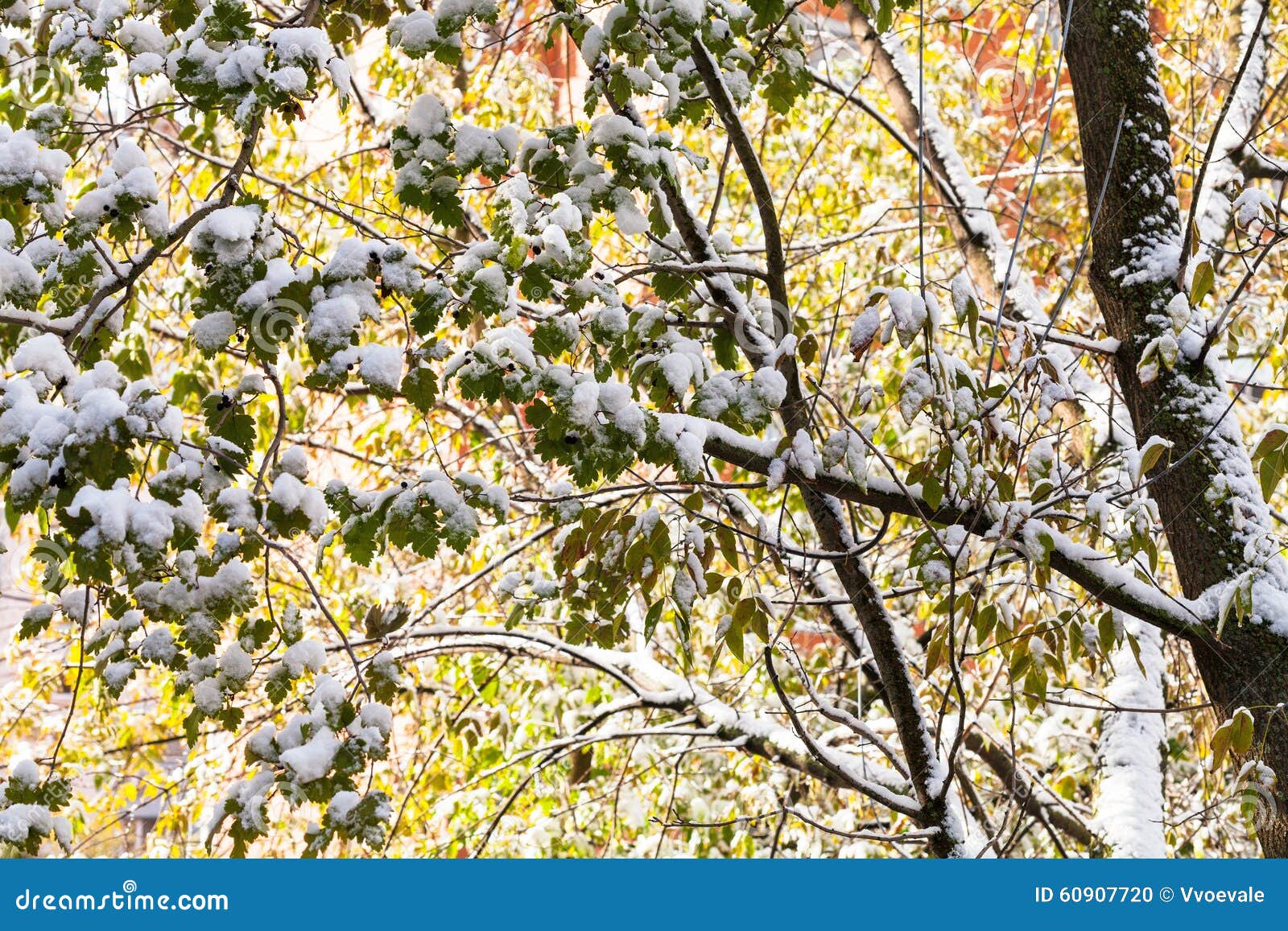 First Snow on Tree Branches in Autumn Stock Photo - Image of leaves ...
