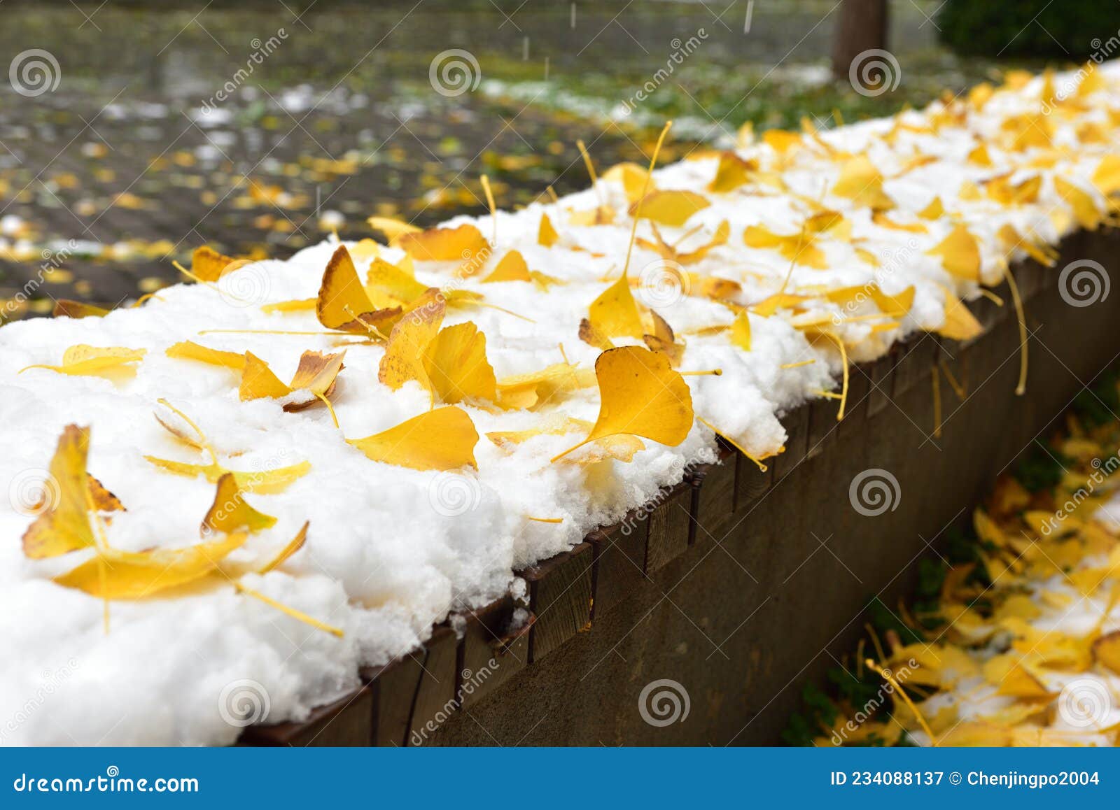 Ginkgo leaves on the snow stock image. Image of bright - 234088137