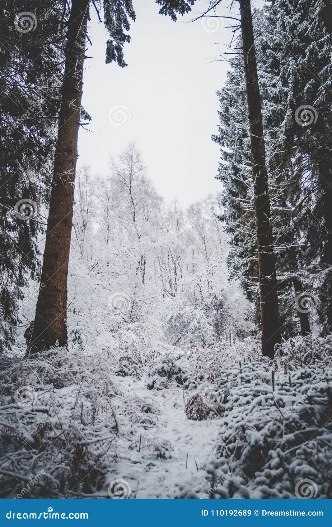 First Snow in the Woods stock image. Image of park, afternoon - 110192689