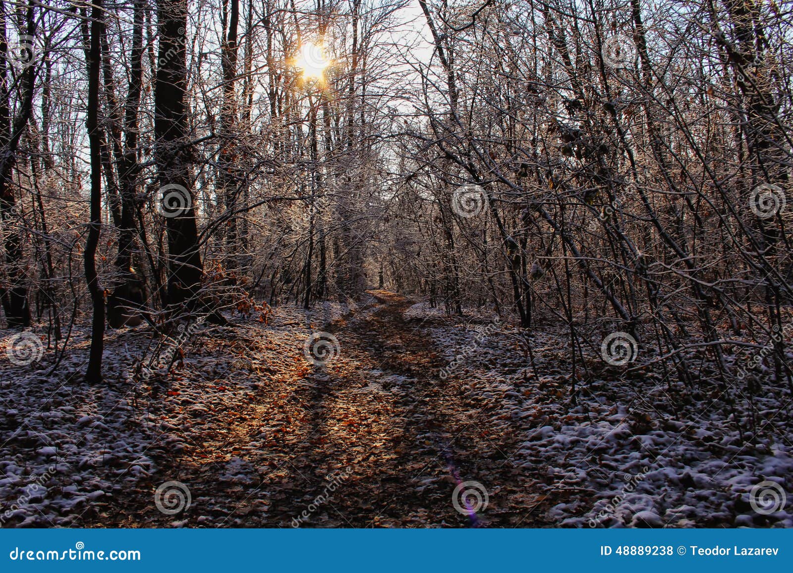 First snow in woods stock photo. Image of weather, frost - 48889238