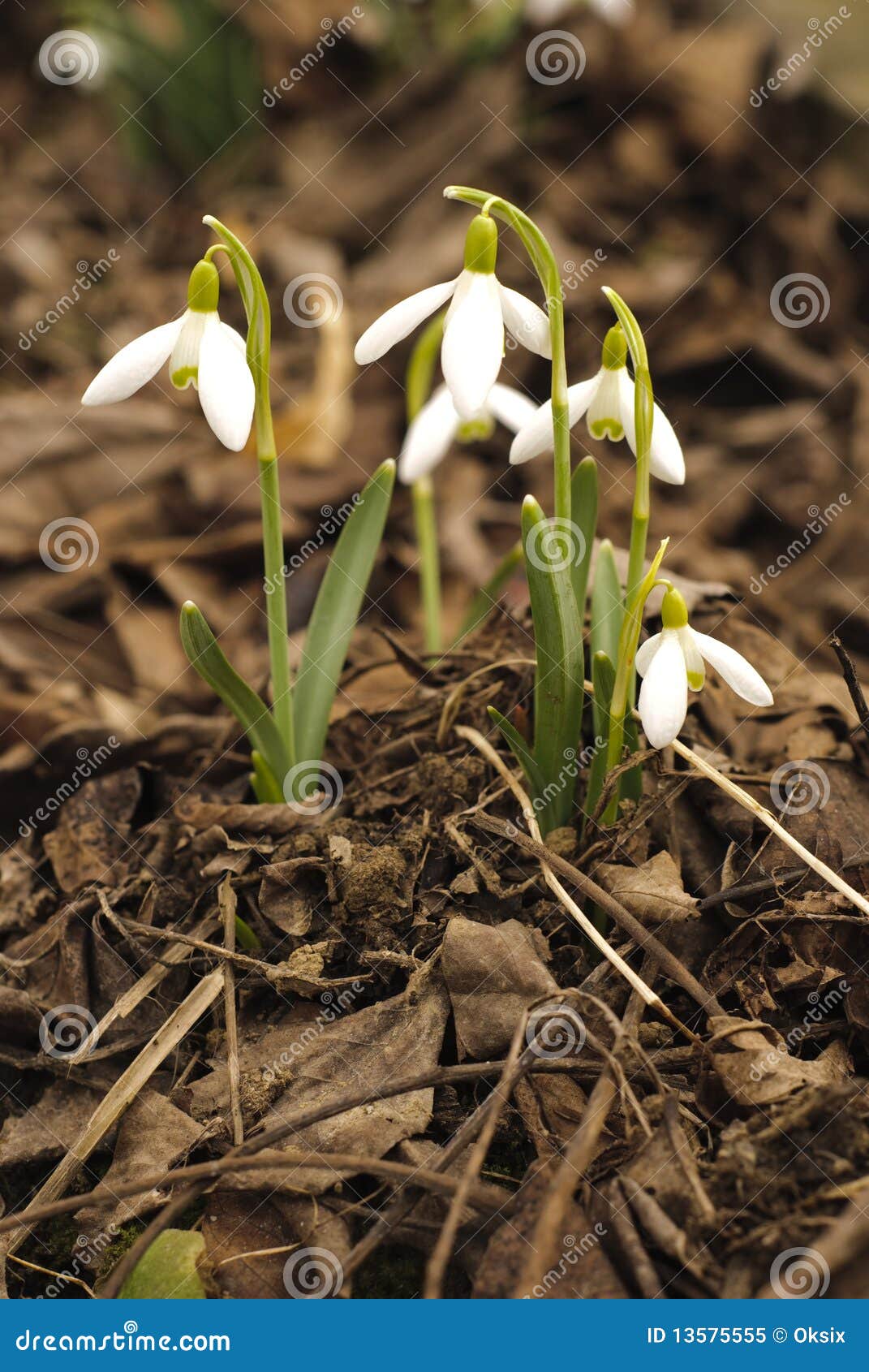 First snowdrop stock image. Image of white, petal, floral - 13575555
