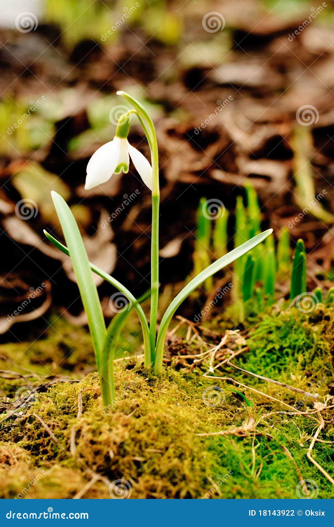 First snowdrop stock photo. Image of season, bloom, snowdrop - 18143922