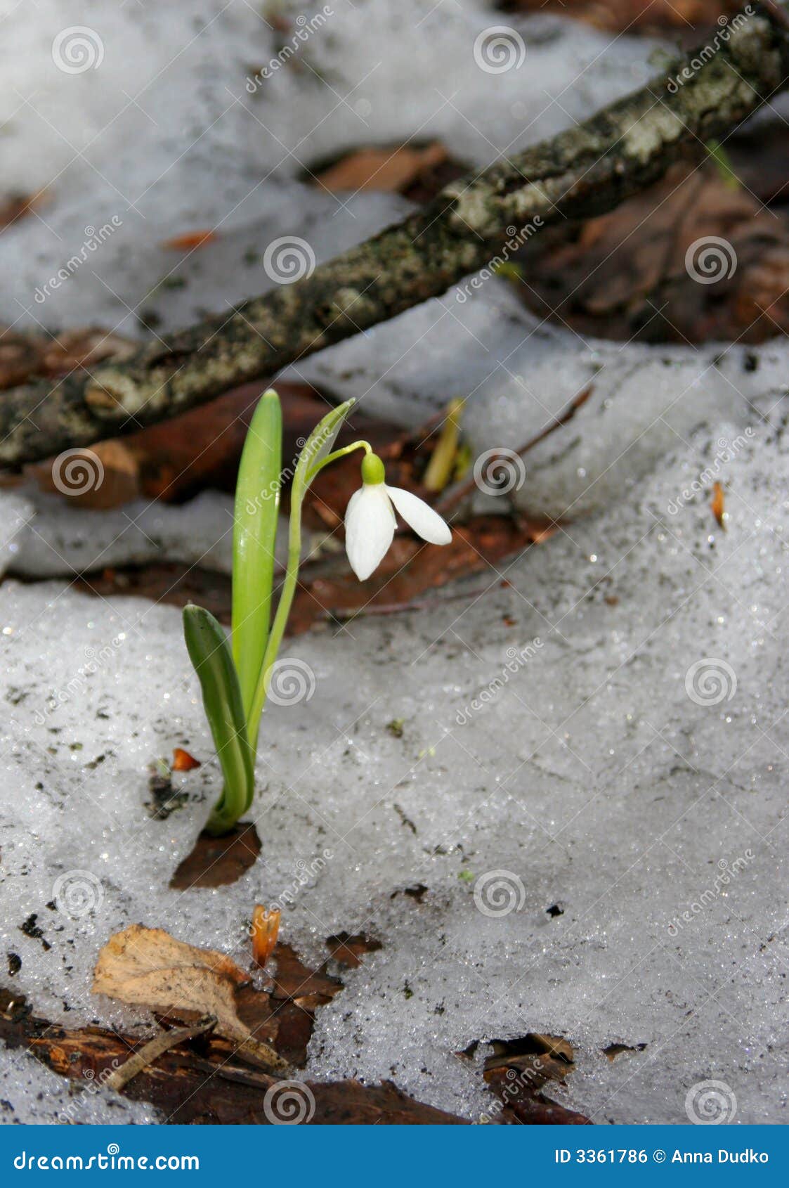 First snowdrop stock photo. Image of forest, nature, spring - 3361786
