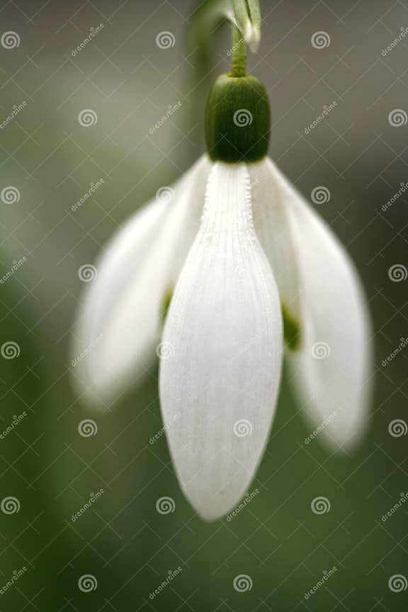 First Snowdrop stock photo. Image of closeup, flower, snow - 526588