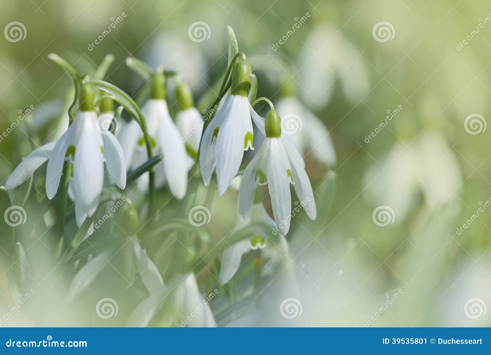 The first snowdrop flowers stock image. Image of leaf - 39535801