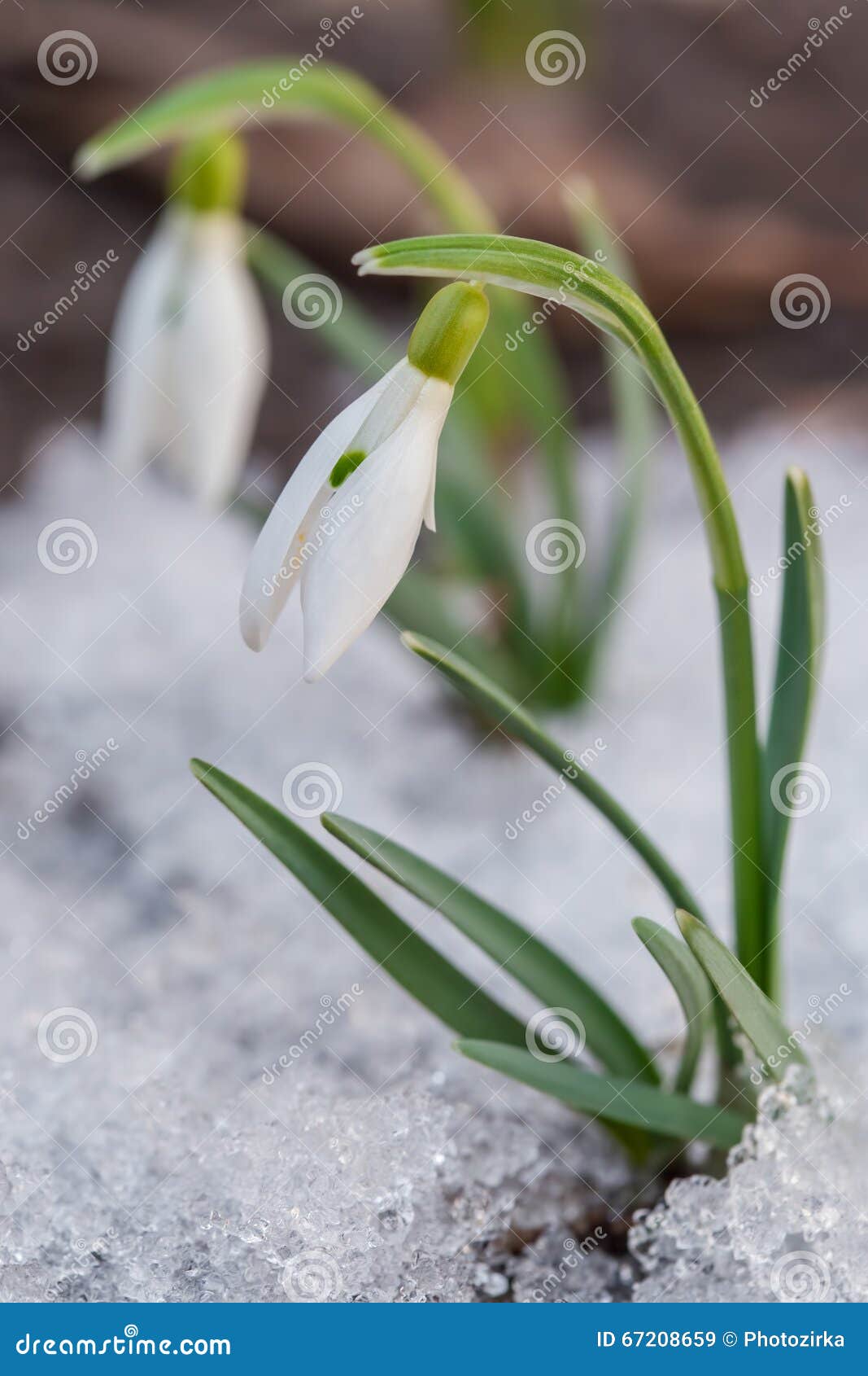 First Snowdrop among Thawing Snow Stock Image - Image of floral ...