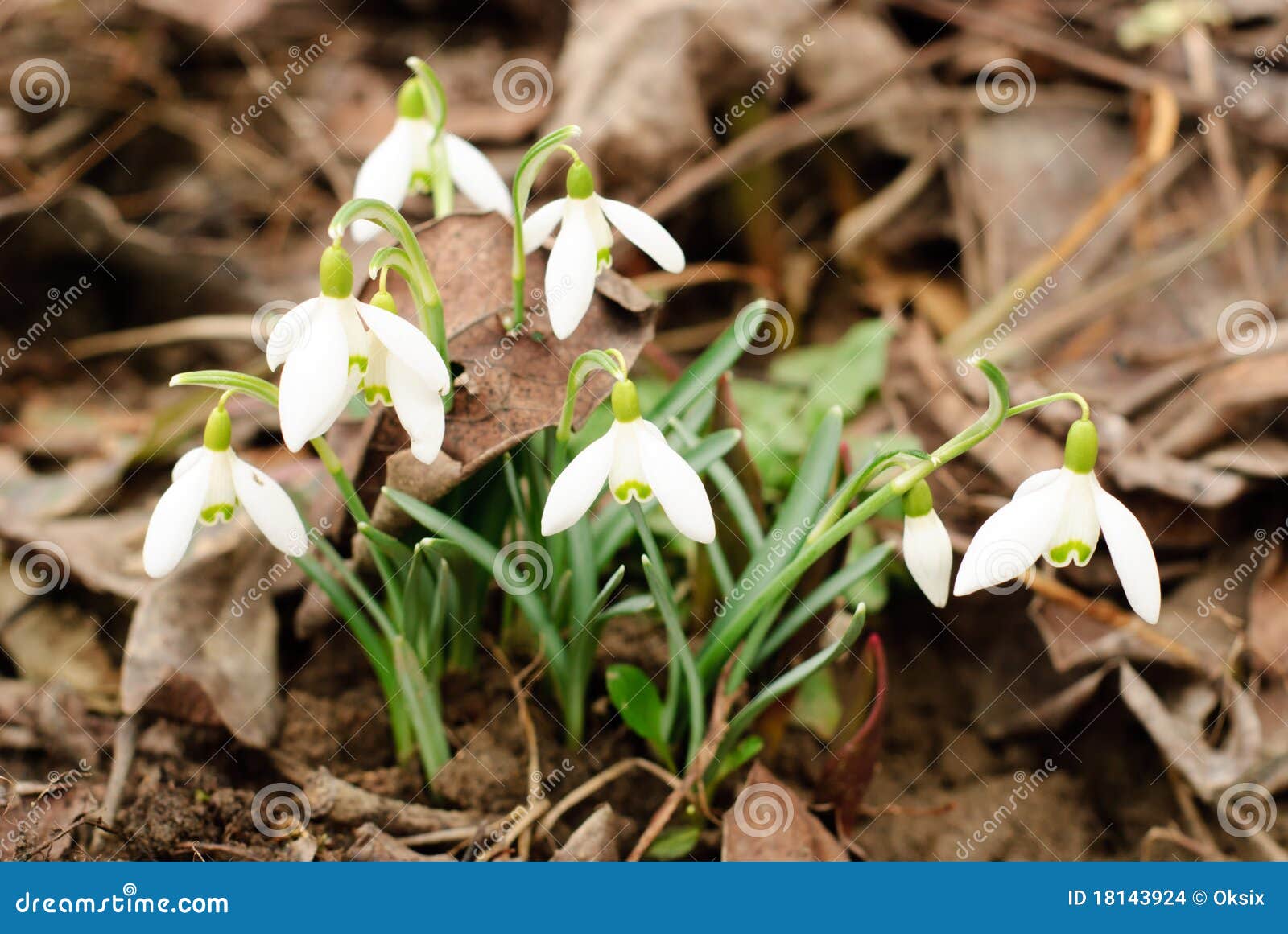 First snowdrops stock photo. Image of outdoors, flora - 18143924