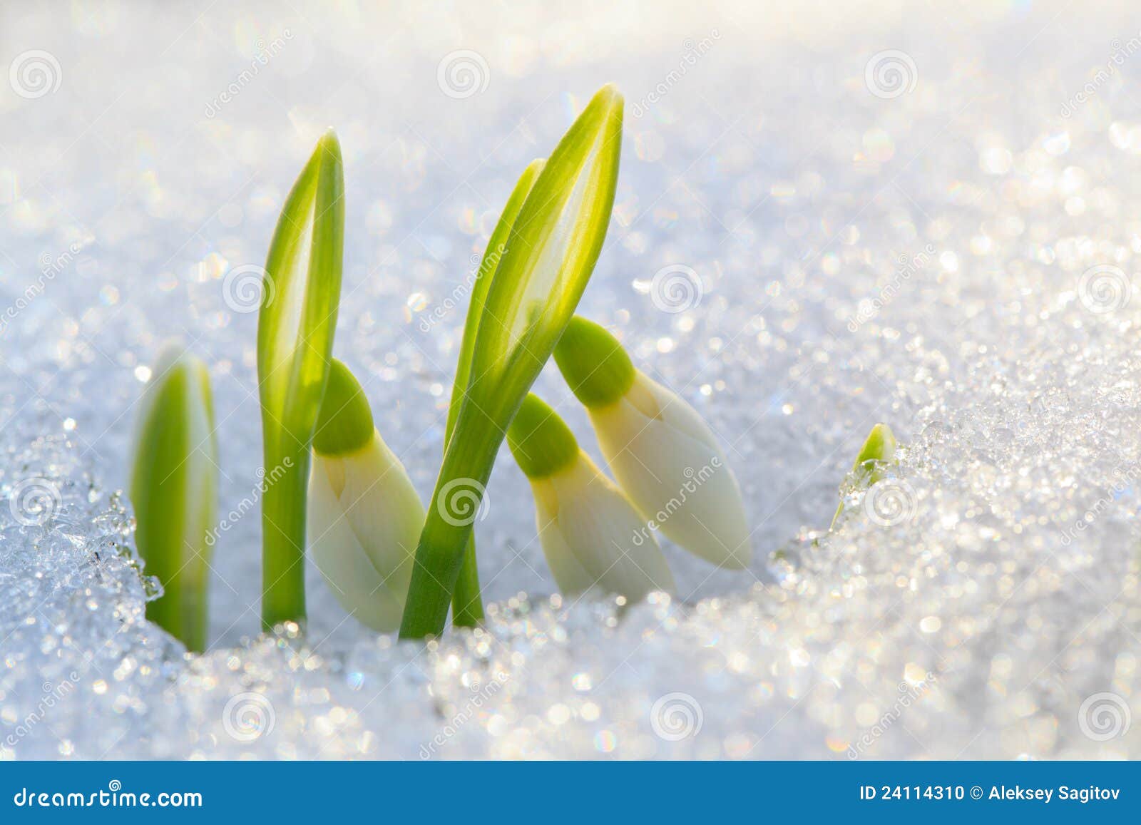 The first snowdrops stock photo. Image of environment - 24114310