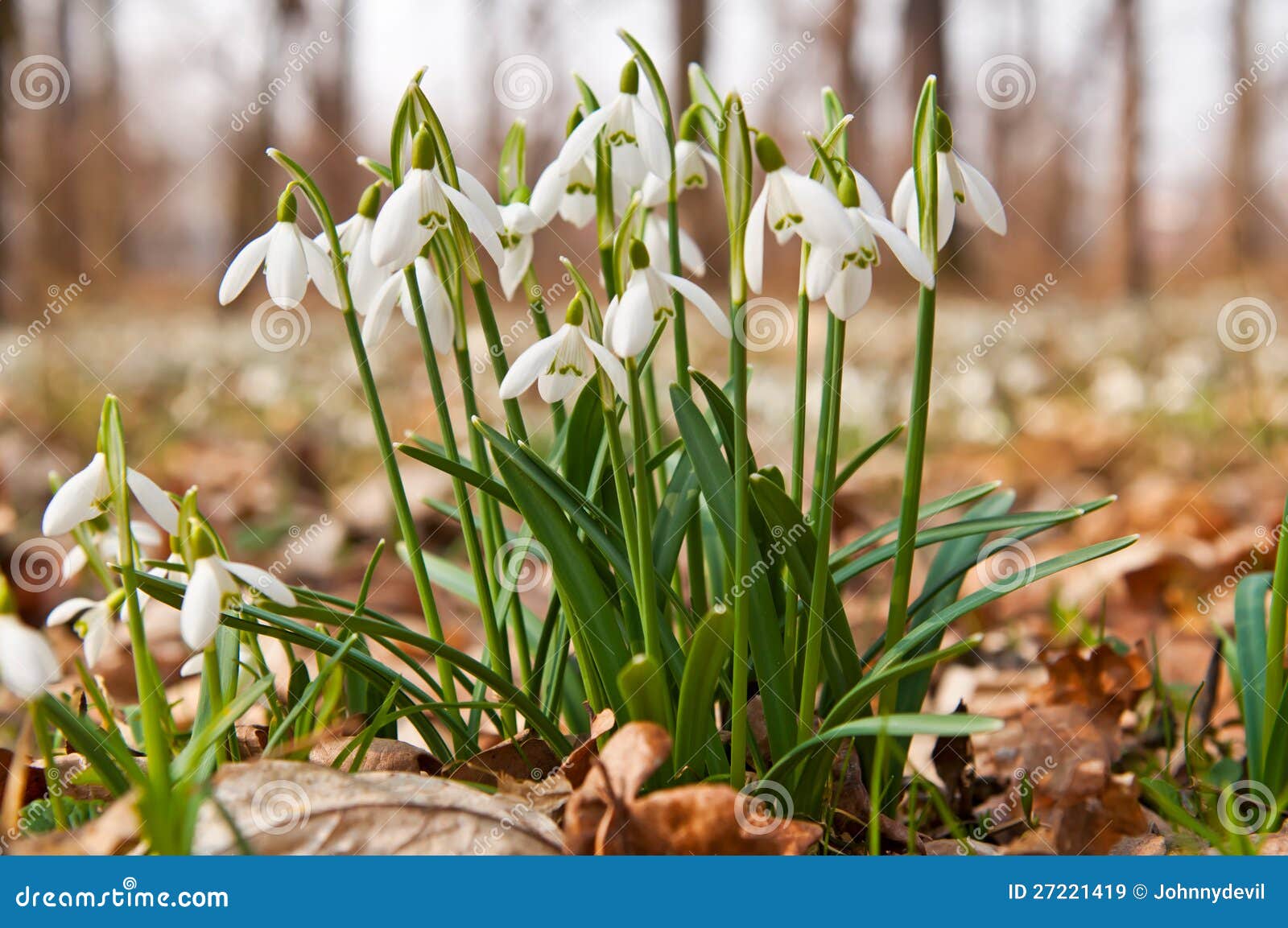First Snowdrops stock image. Image of green, close, button - 27221419