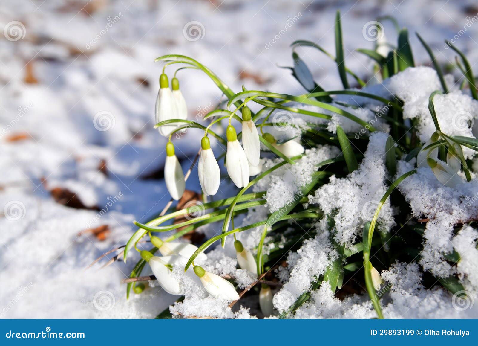 Snowdrops Flowers in Snow at Early Spring Stock Image - Image of wake ...