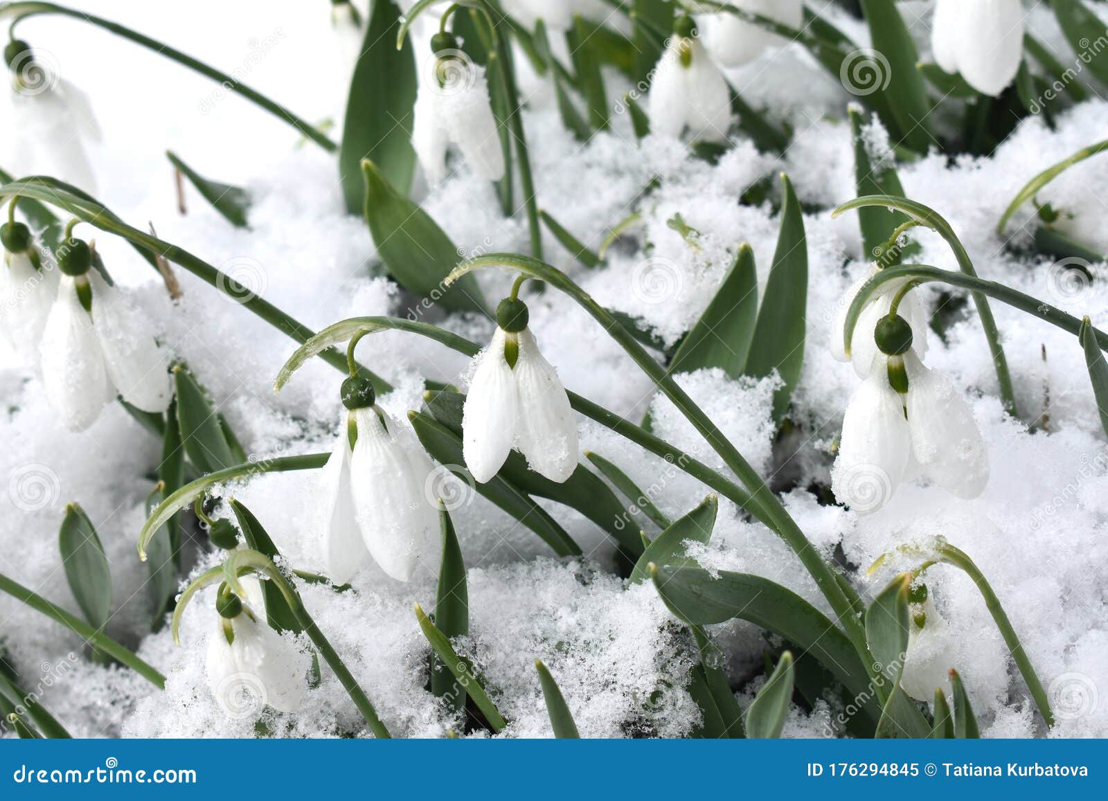 The First Snowdrops in March. Stock Image - Image of flpwers, snowdrops ...