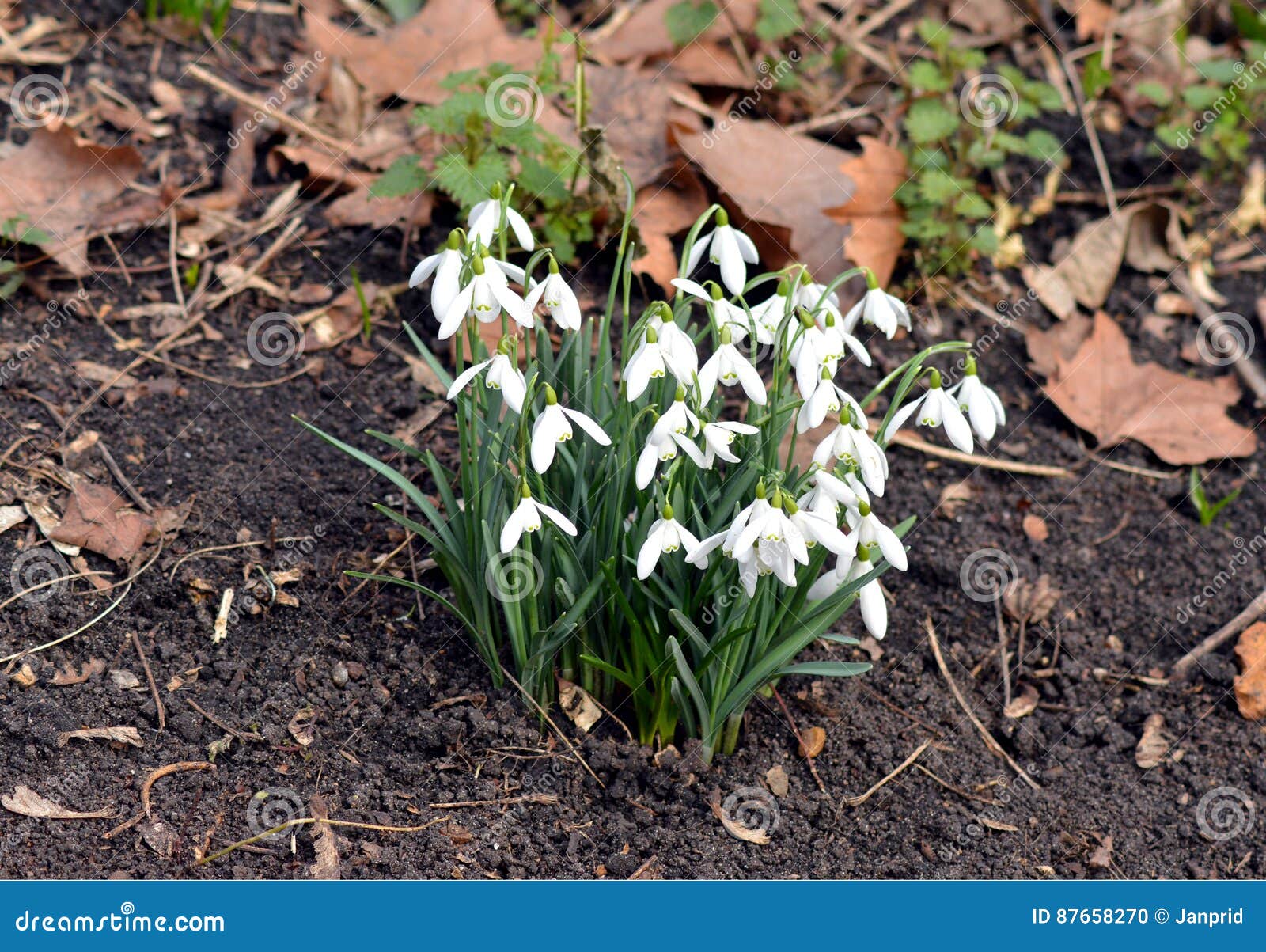 First snowdrops stock photo. Image of park, snowdrops - 87658270