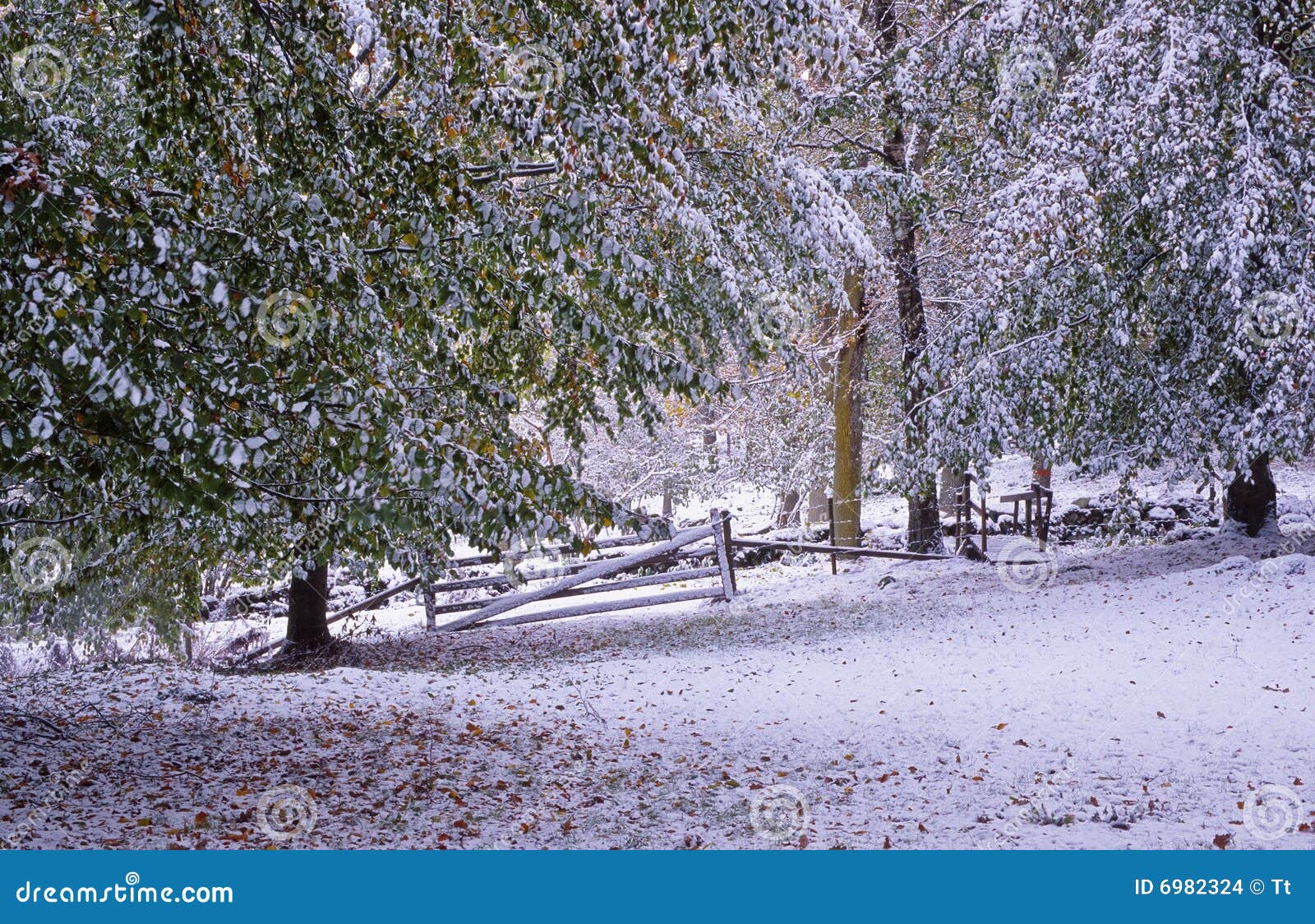 First snowfall at fall stock photo. Image of snowy, pasture - 6982324