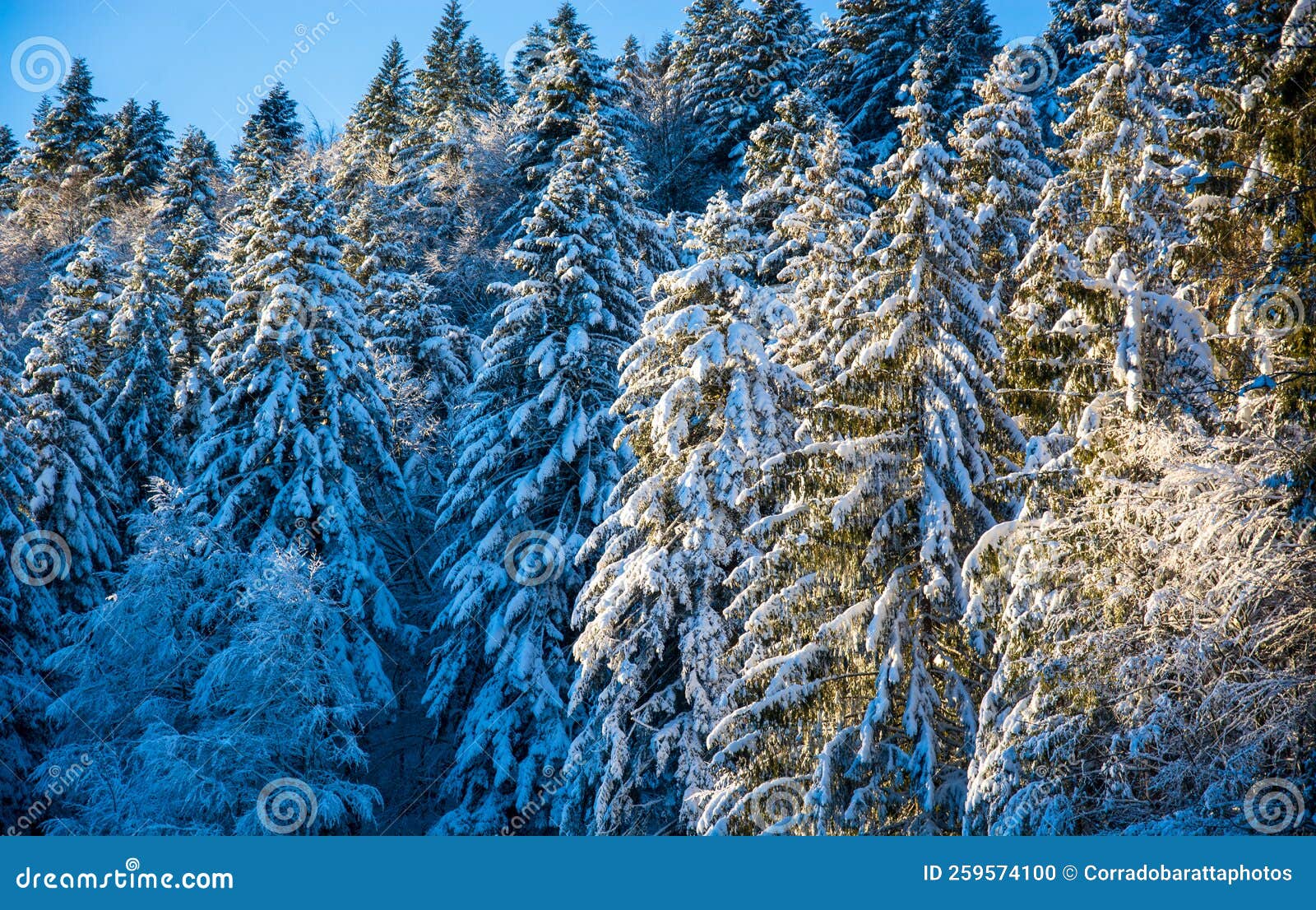 The First Snowfall on the High Mountain Forests Stock Photo - Image of ...