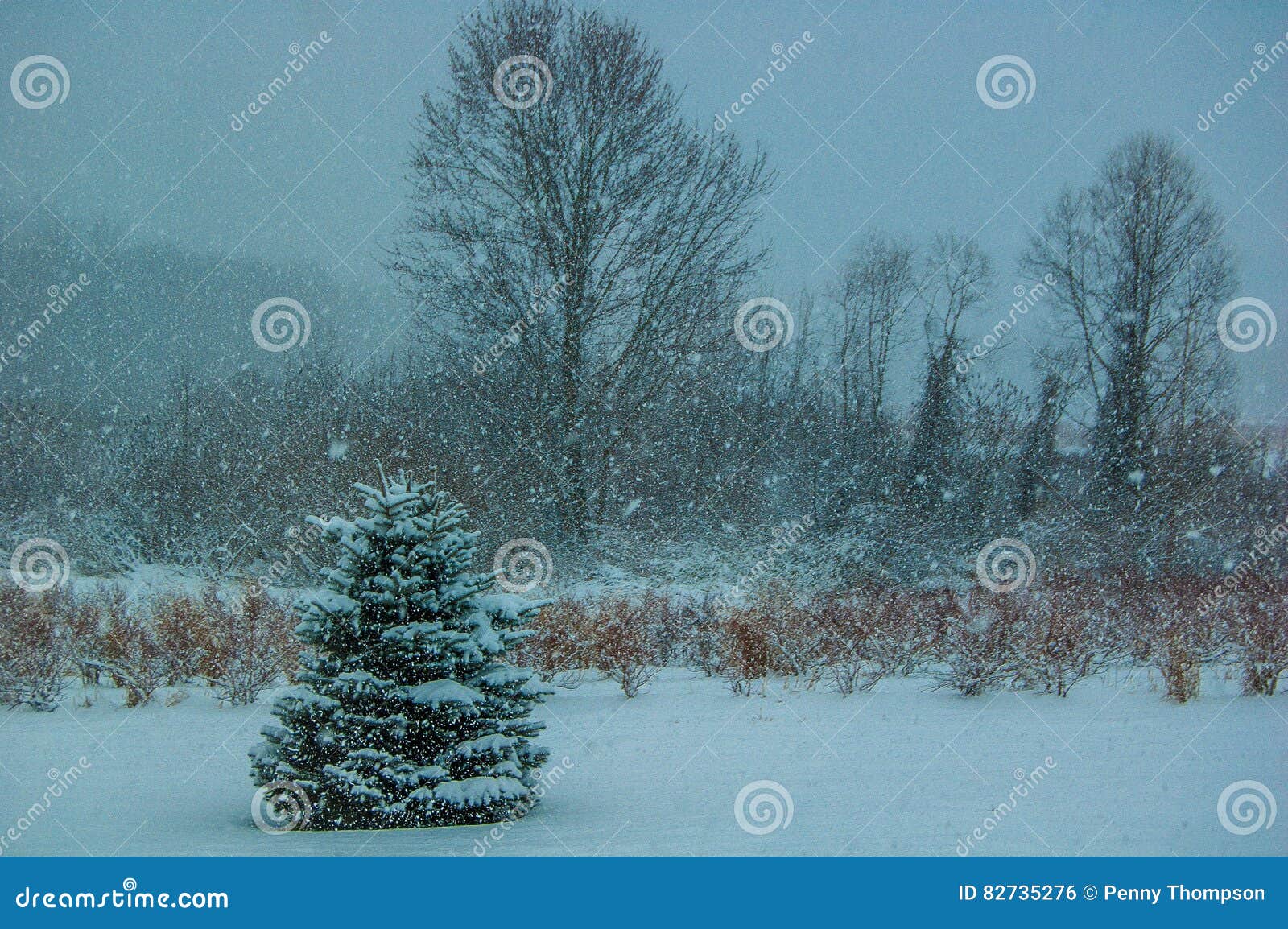 First Snowfall stock photo. Image of landscape, snow - 82735276