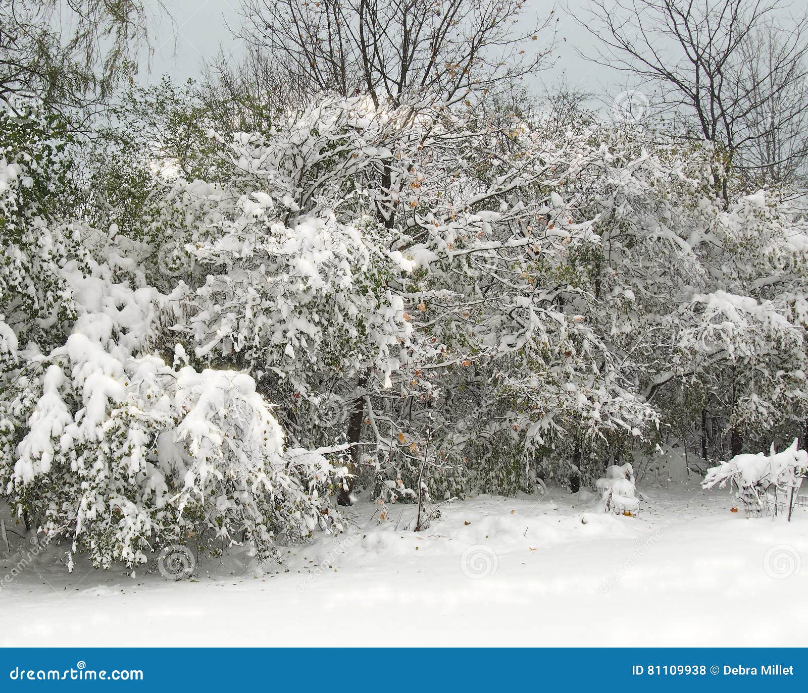 First Snowfall of the Season Stock Photo - Image of fluffy, season ...
