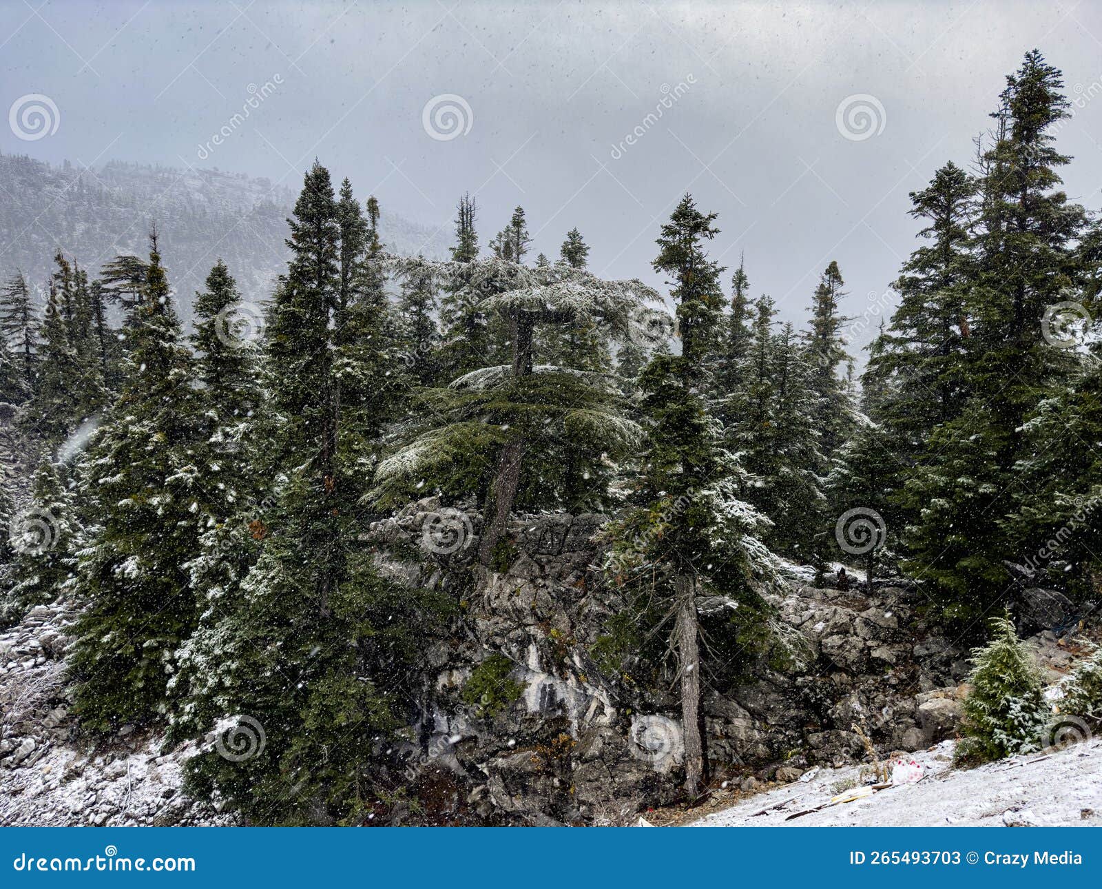 First Snowfall of the Season and Magnificent Nature Views in the Forest ...
