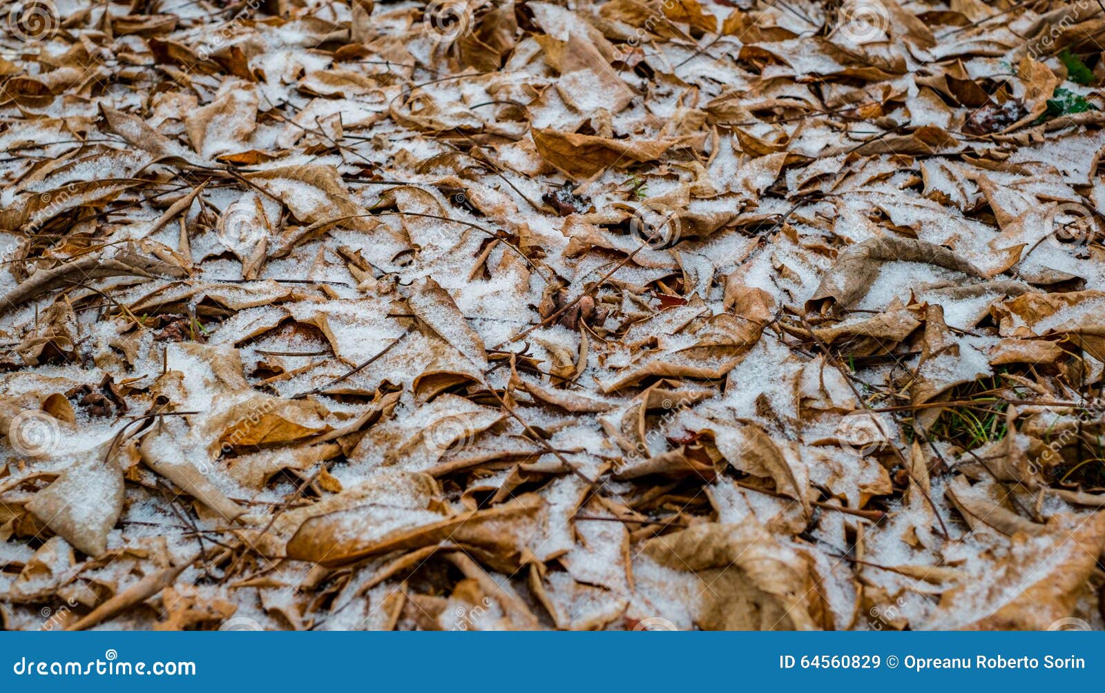 First snowflakes stock image. Image of crystal, november - 64560829