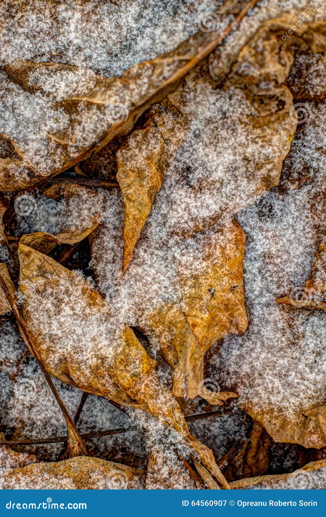 First snowflakes stock image. Image of crystal, cool - 64560907