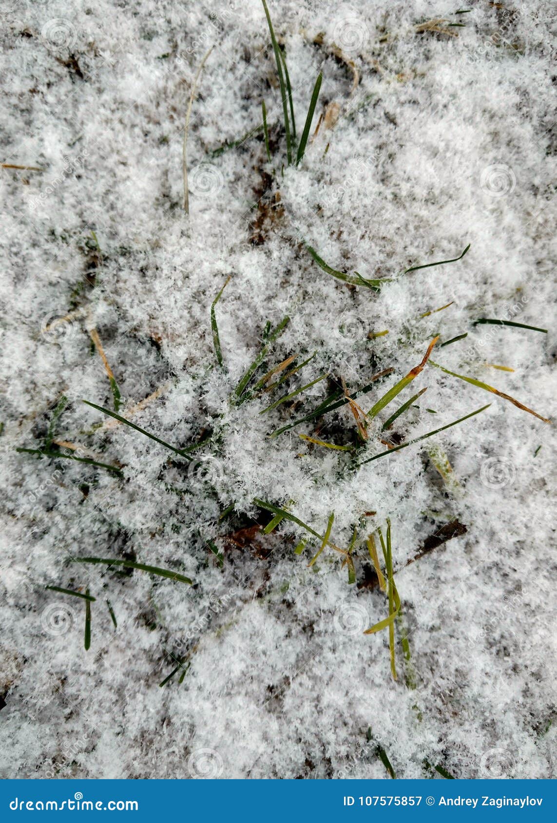 The first snowflakes. stock image. Image of plant, flower - 107575857