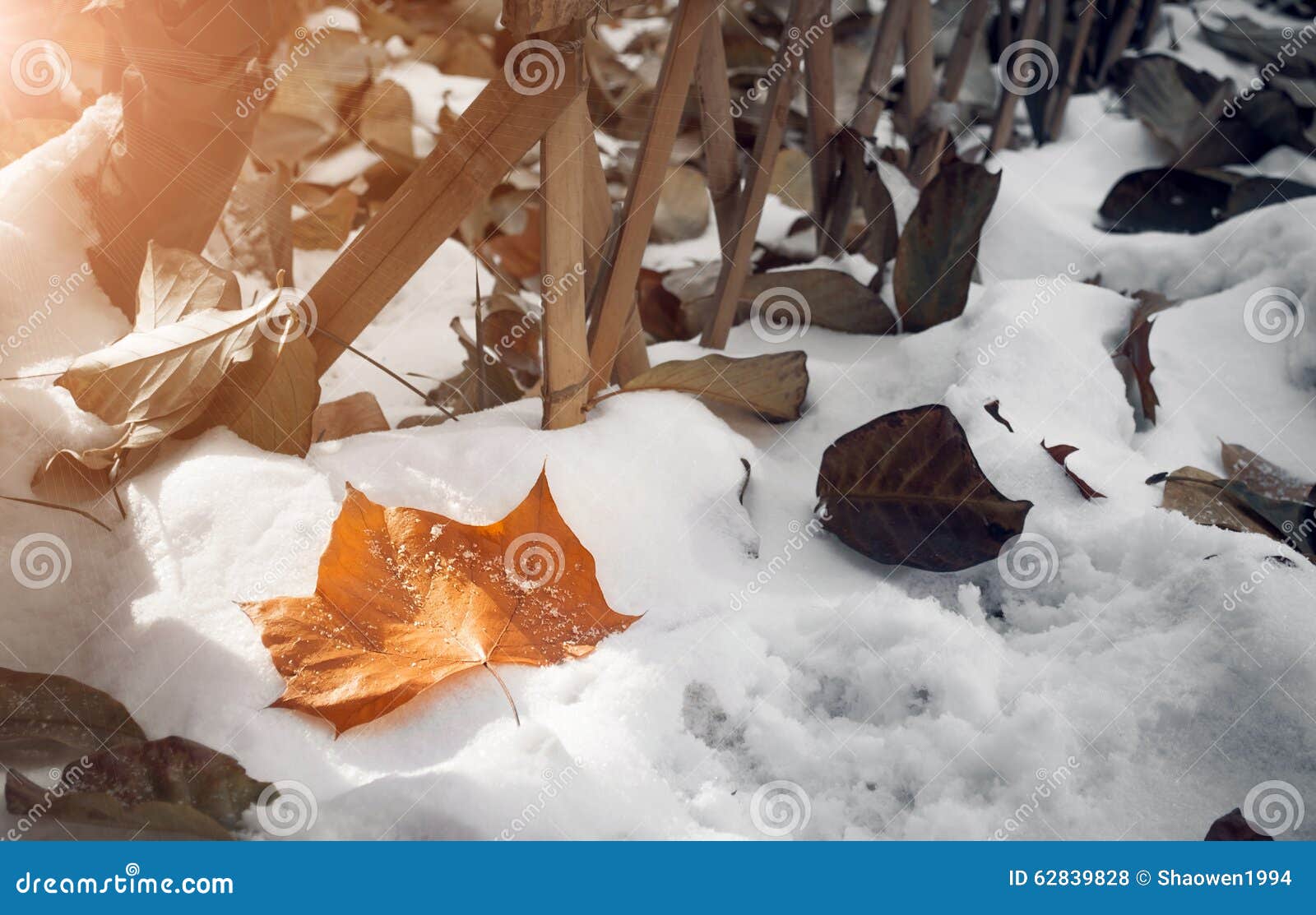First snowing stock photo. Image of natural, highlight - 62839828