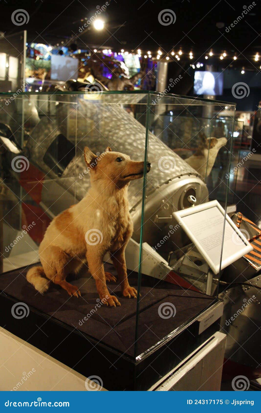 The First space dog editorial image. Image of discovery - 24317175