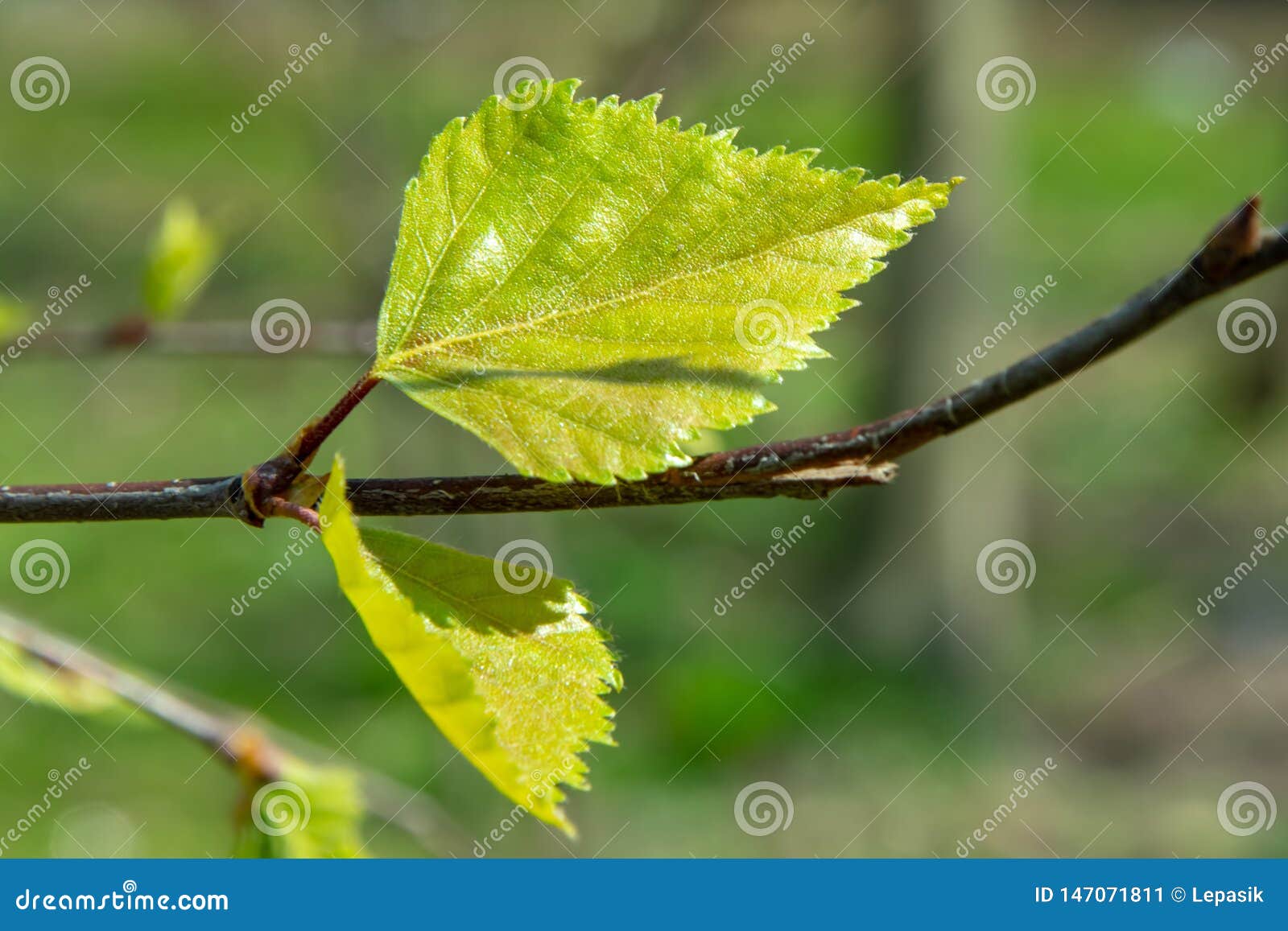 The First Spring Birch Leaf, Greenery and Nature Awakening Stock Image ...