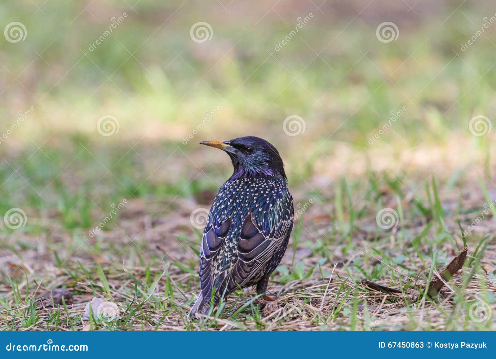 First spring bird stock image. Image of fauna, backyard - 67450863