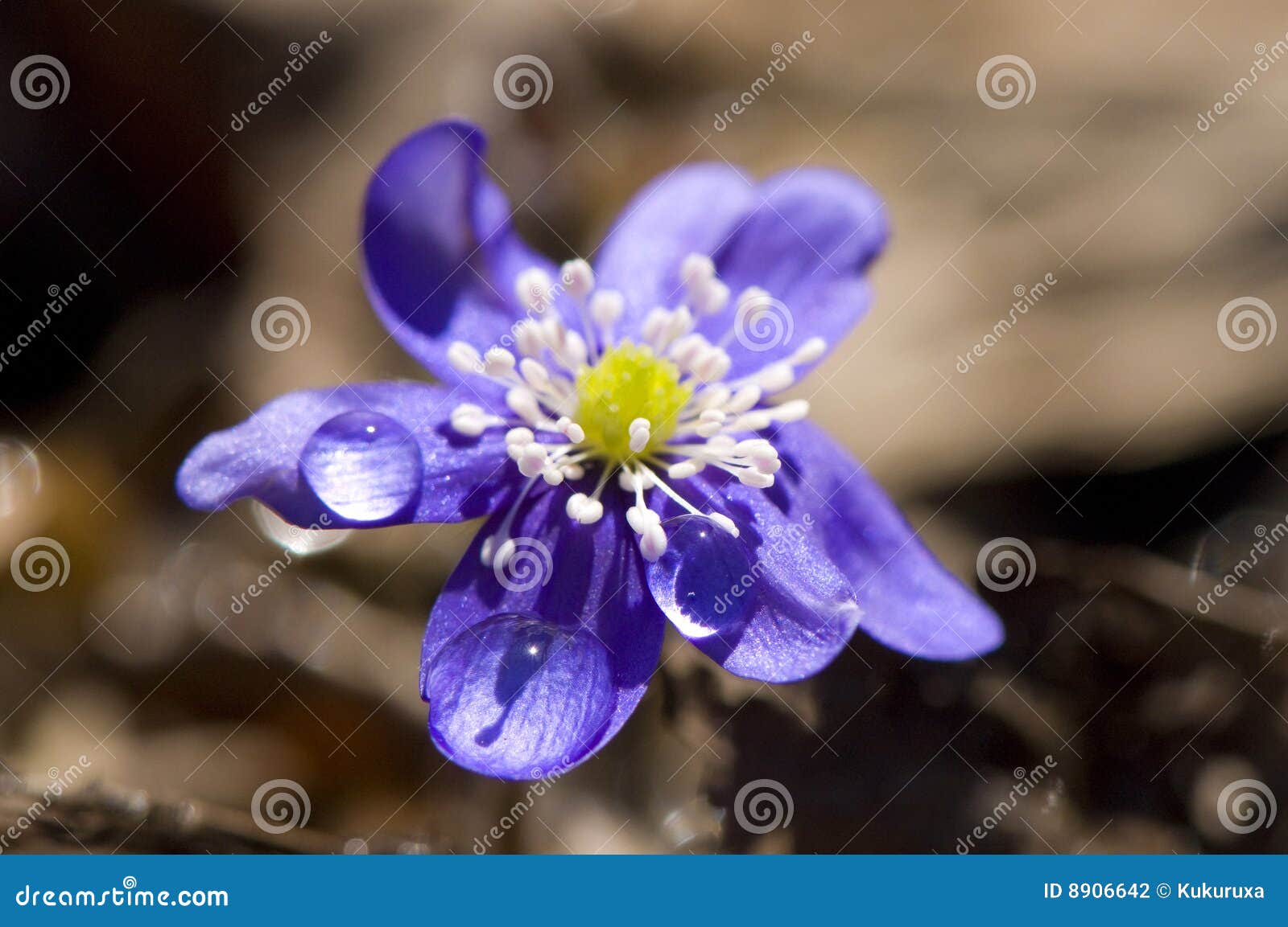 A first spring blossom stock photo. Image of nobilis, nature - 8906642