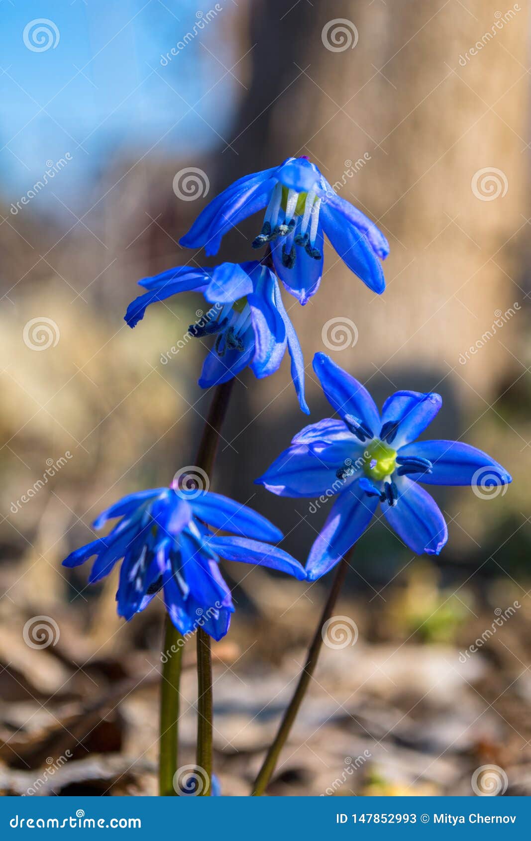 The First Spring Blue Flowers. Close-up Stock Image - Image of bulbous ...