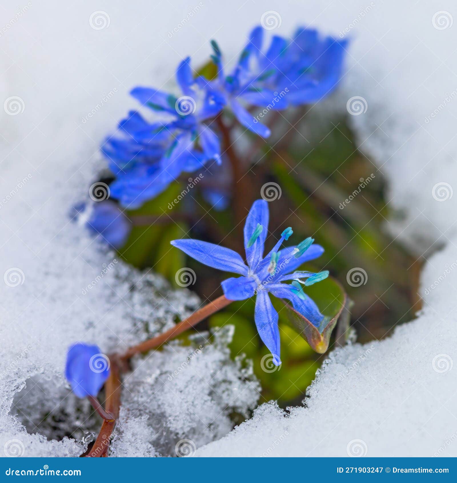 First Spring Blue Scilla Flowers Under Snow Stock Image - Image of ...