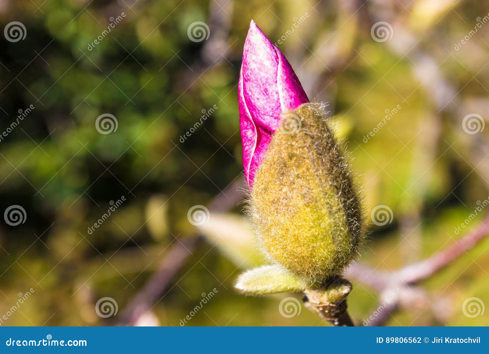 The First Spring Bud of Magnolia Stock Photo - Image of flower, leaf ...