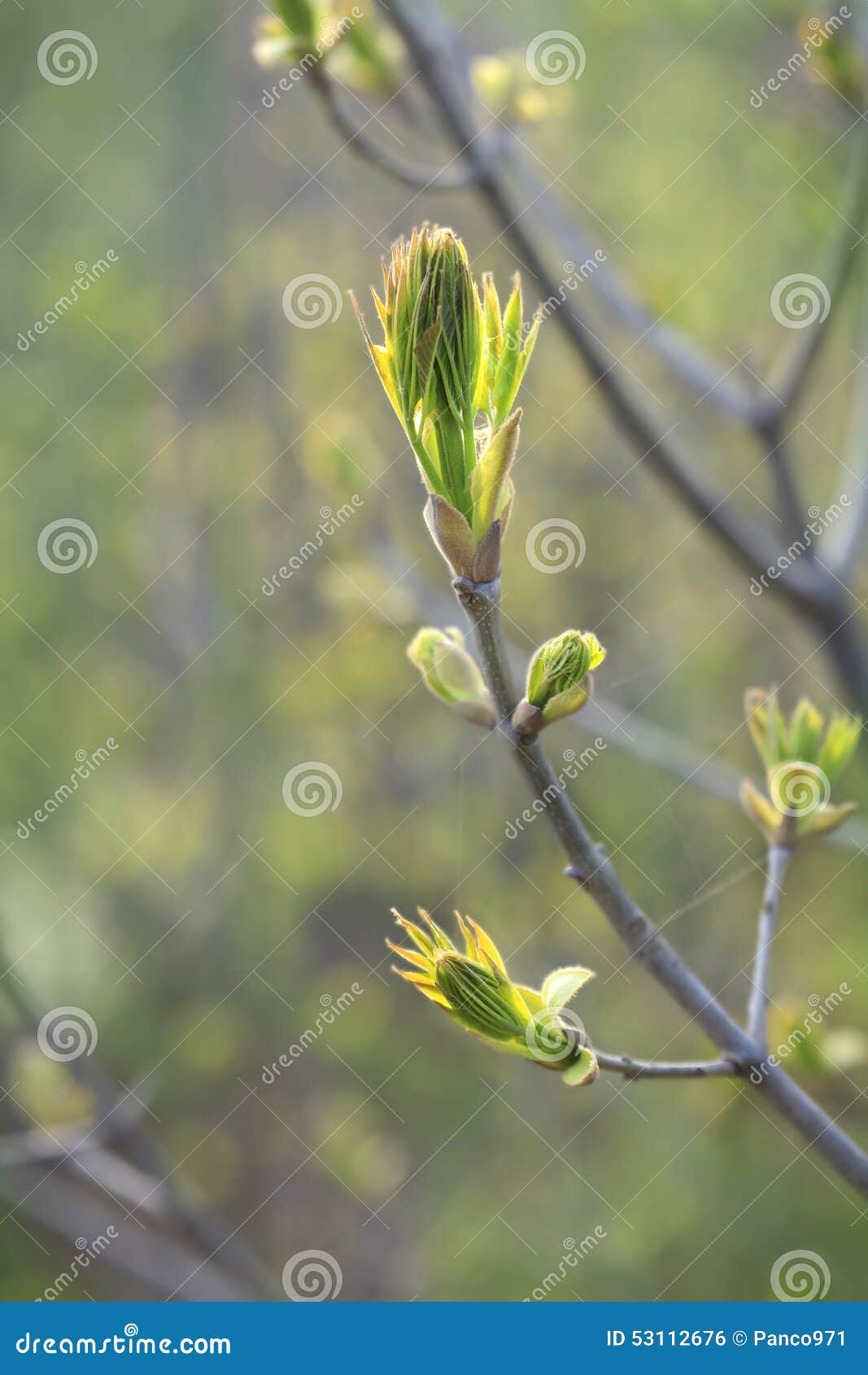First Spring Buds on the Branch Stock Photo - Image of emerge, life ...