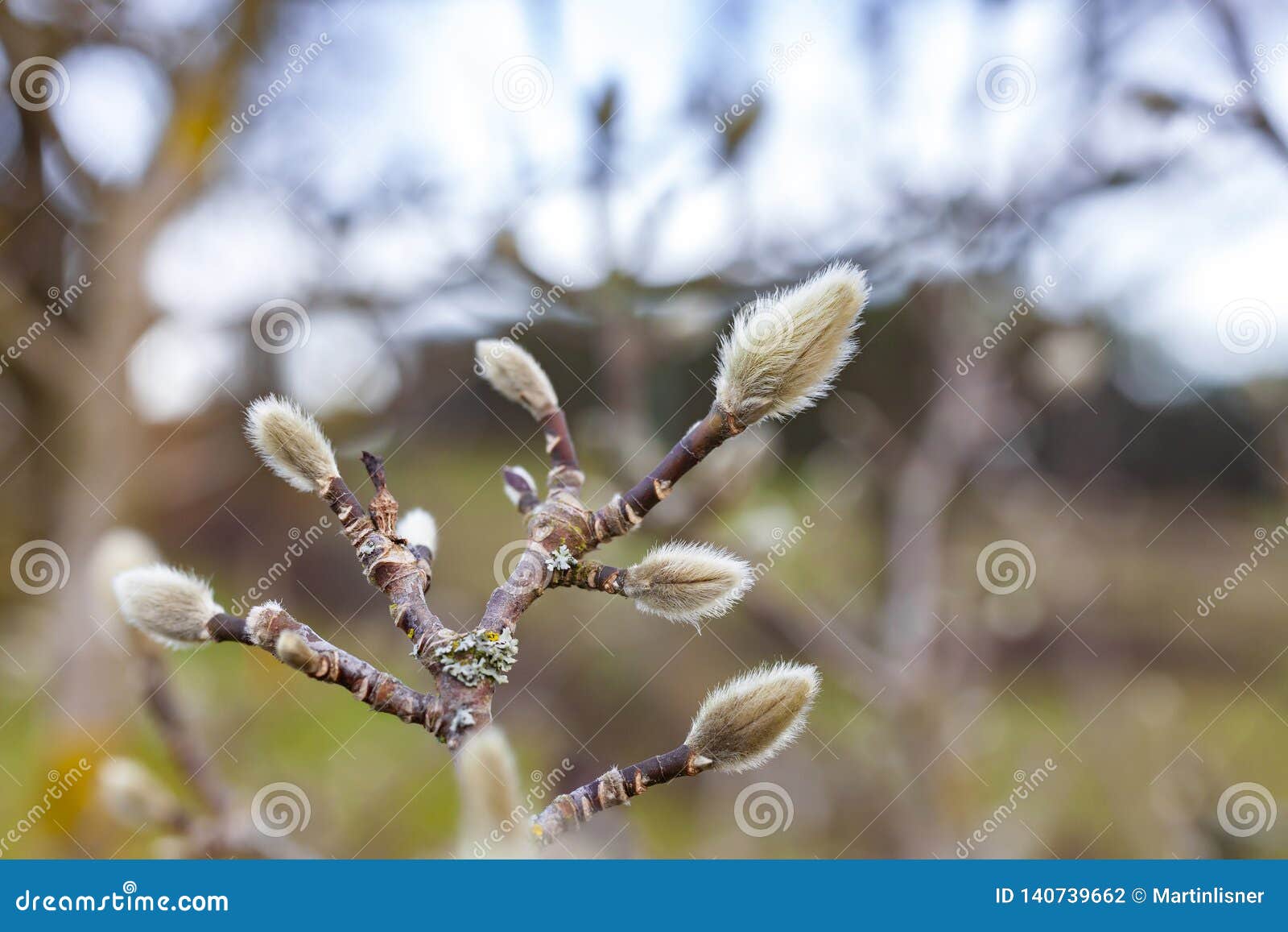 The First Spring Buds and Branches Stock Photo - Image of background ...
