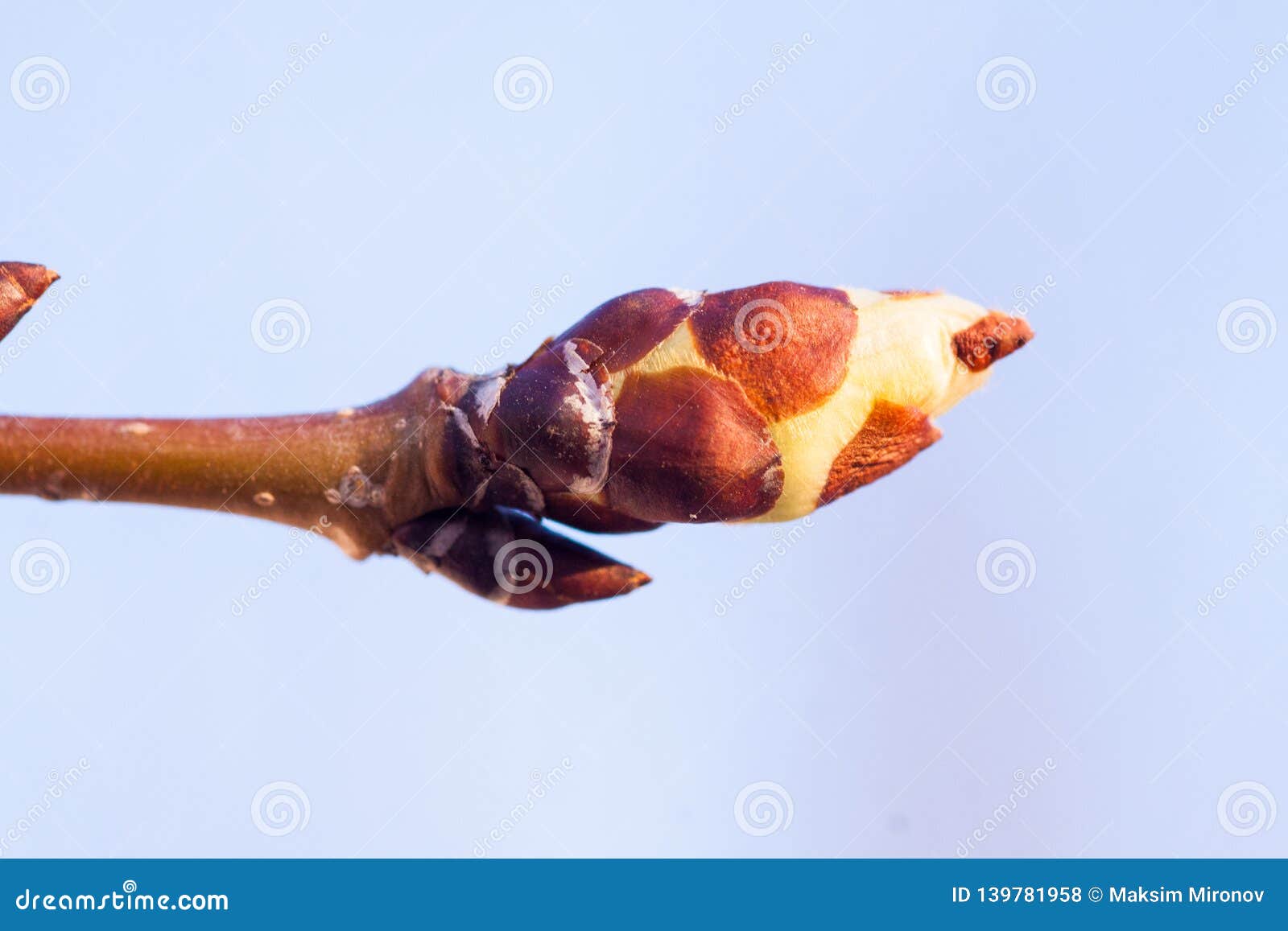 The First Buds and Branches Macro Background Stock Photo - Image of ...