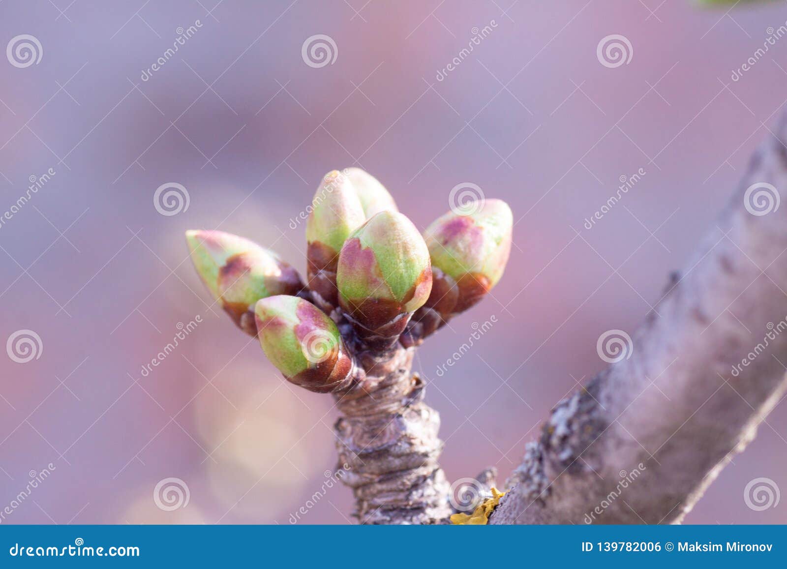 The First Buds and Branches Macro Background Stock Photo - Image of ...