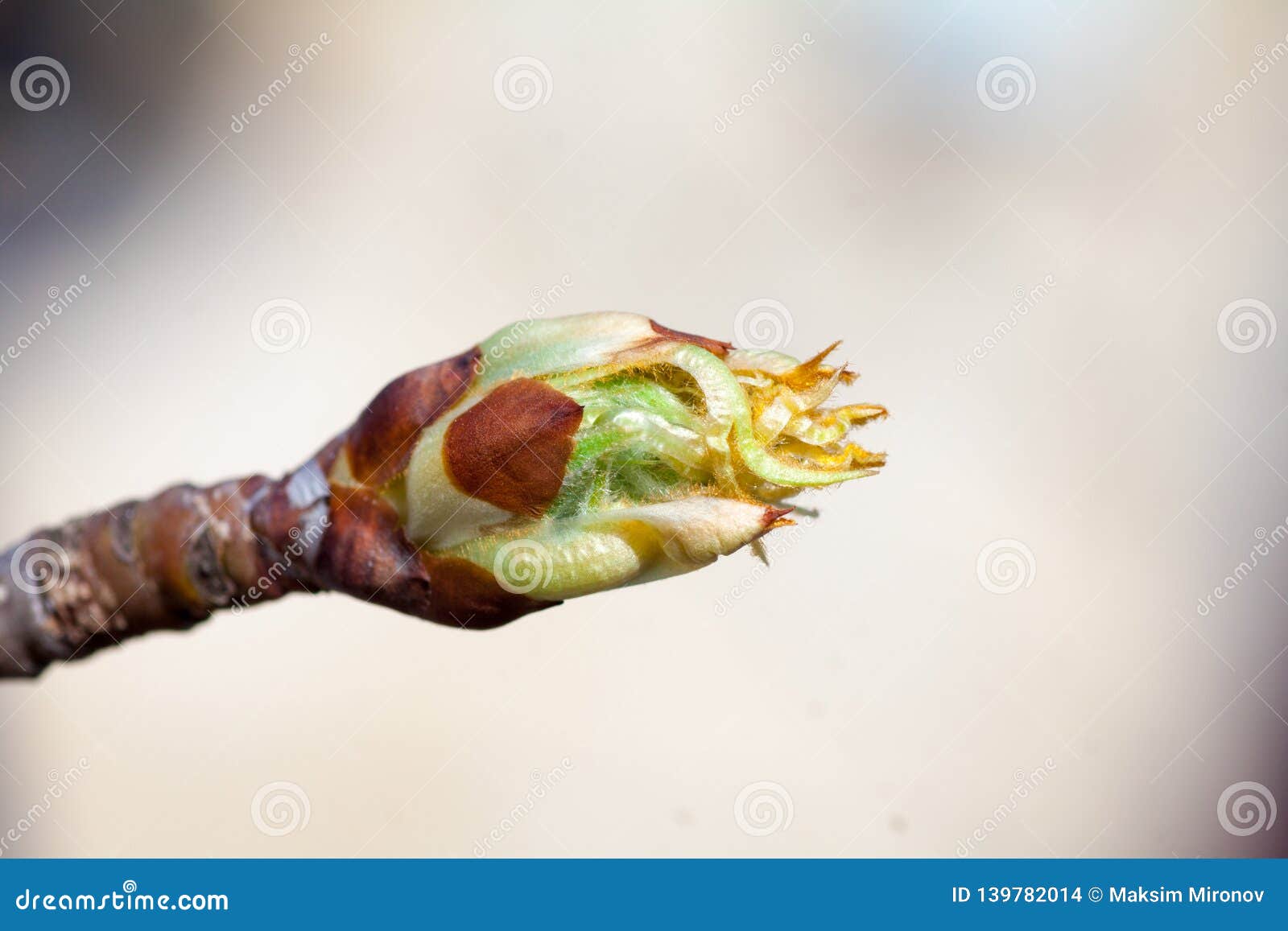 The First Buds and Branches Macro Background Stock Photo - Image of ...