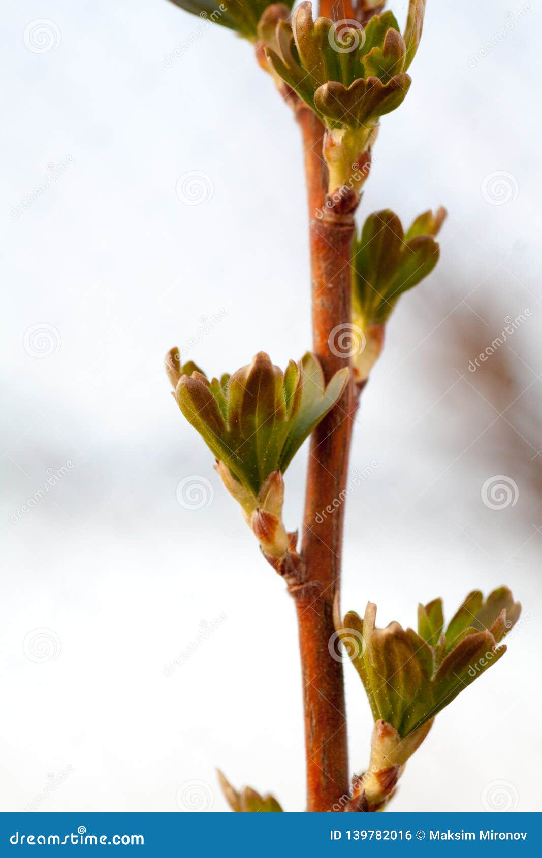 The First Buds and Branches Macro Background Stock Photo - Image of ...