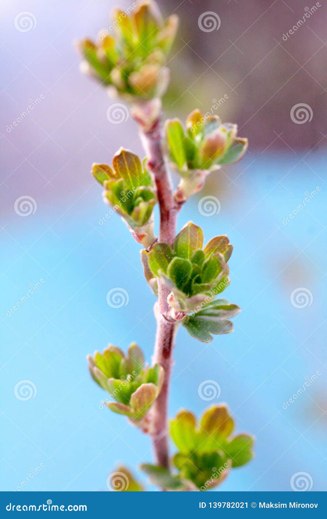 The First Buds and Branches Macro Background Stock Image - Image of ...