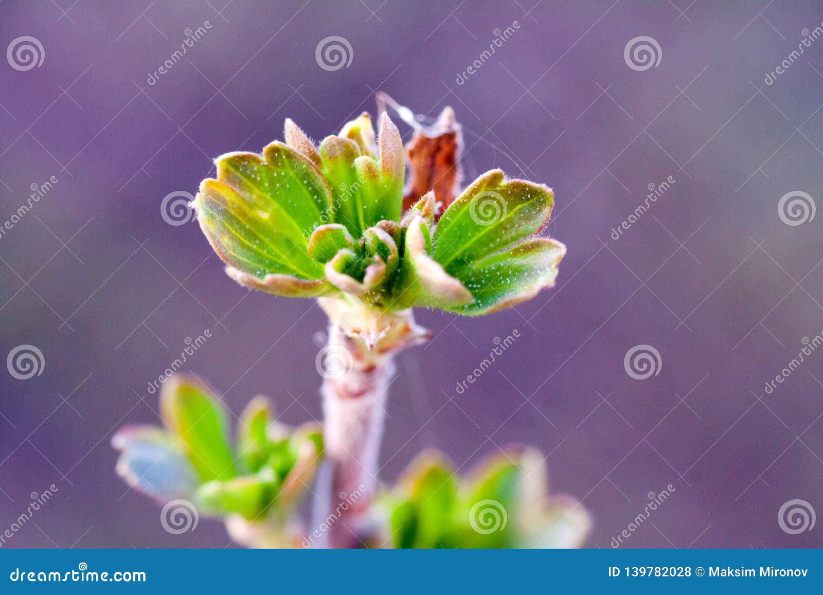 The First Buds and Branches Macro Background Stock Photo - Image of ...