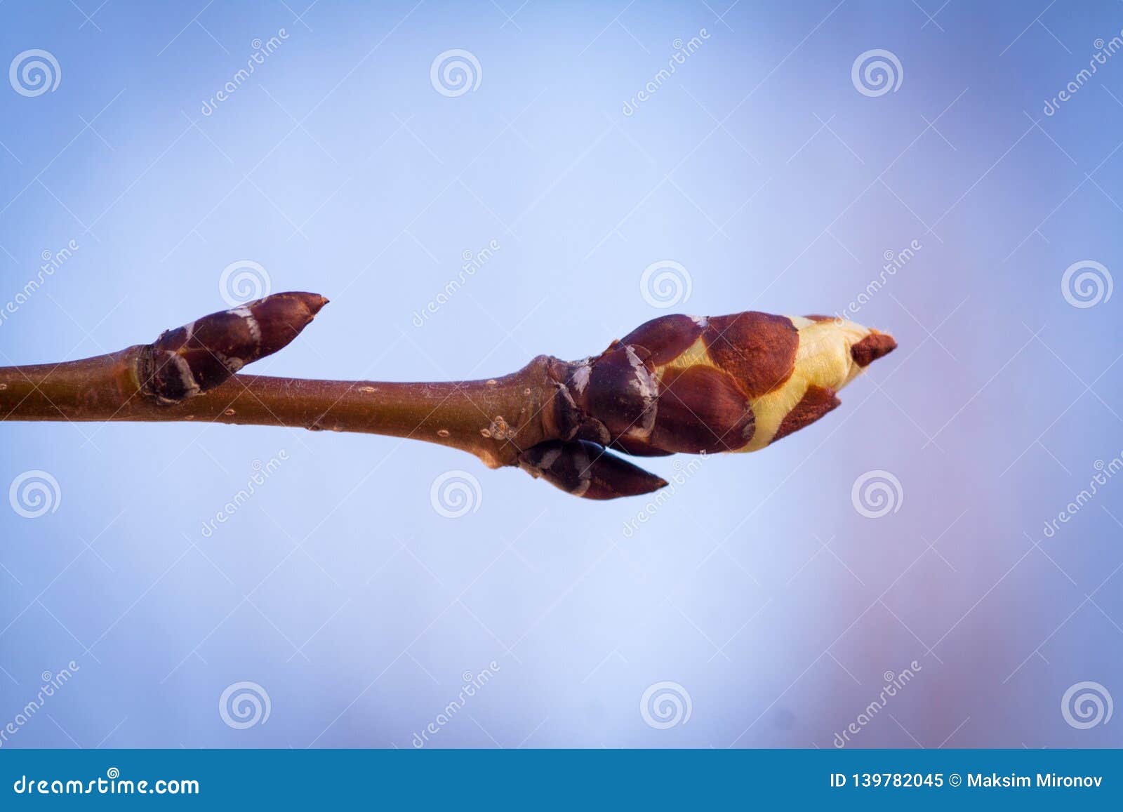 The First Buds and Branches Macro Background Stock Image - Image of ...