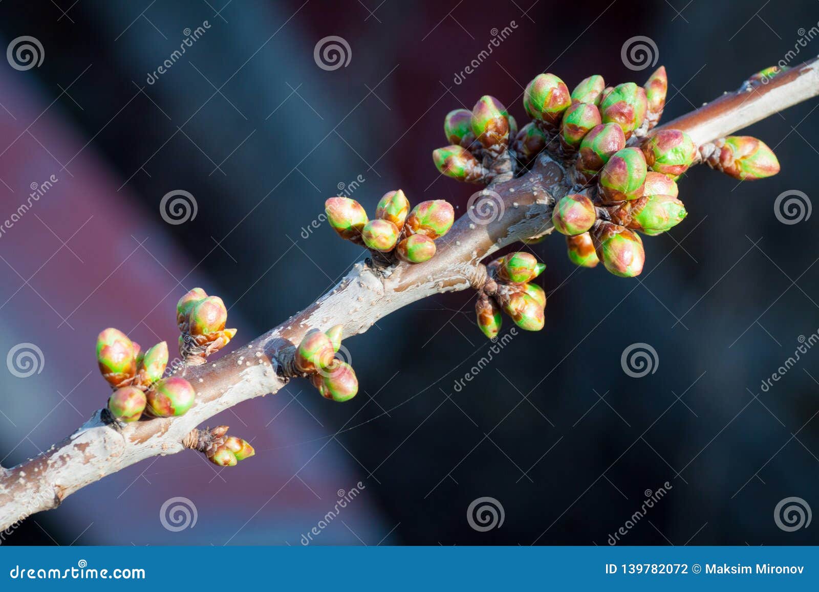 The First Buds and Branches Macro Background Stock Photo - Image of ...
