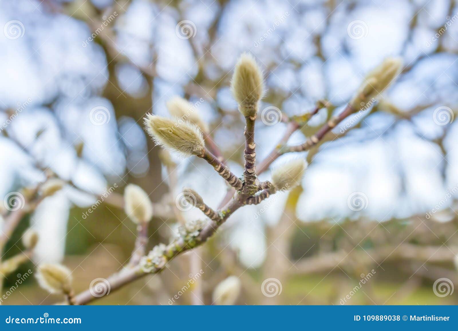 The First Spring Buds and Branches Stock Photo - Image of closeup, tree ...