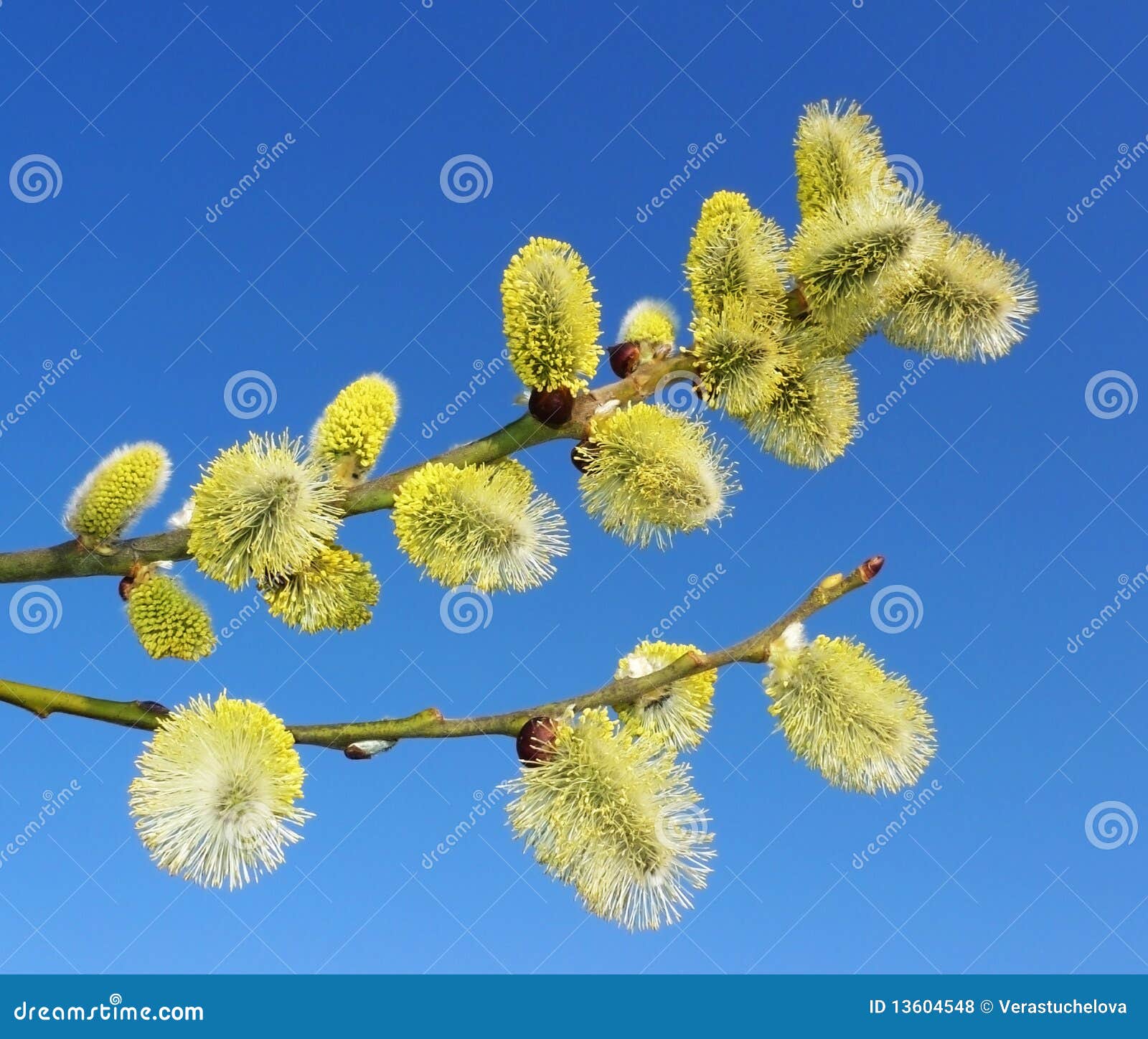 First Spring Buds - Catkins Stock Photo - Image of single, plant: 13604548