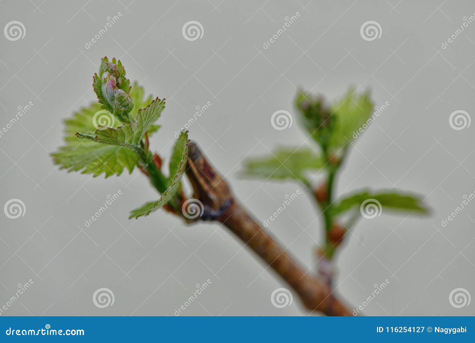 Bud on grapevine stock image. Image of vine, springtime - 116254127