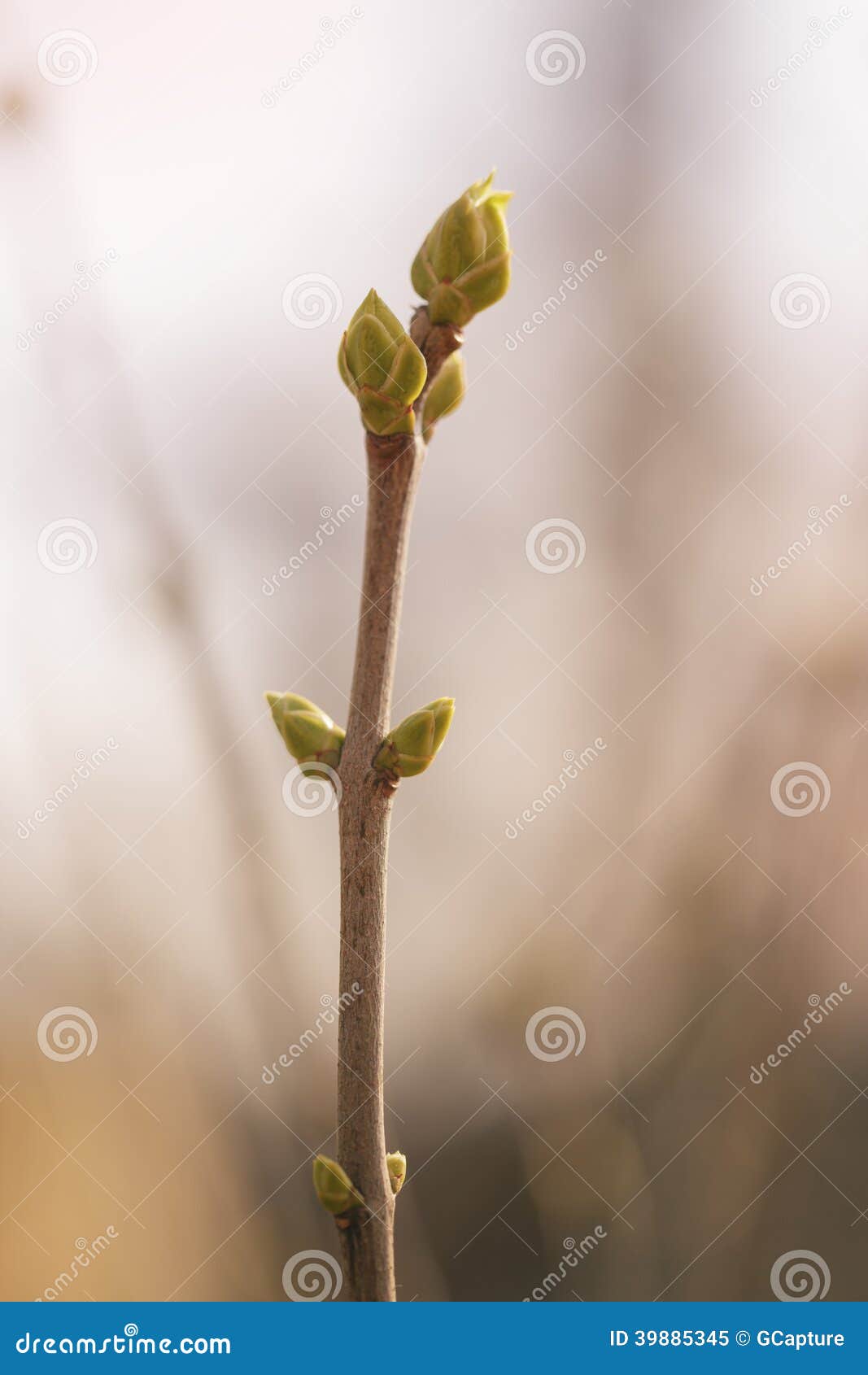 First Spring Buds on Lilac Bush Stock Image - Image of selective, buds ...
