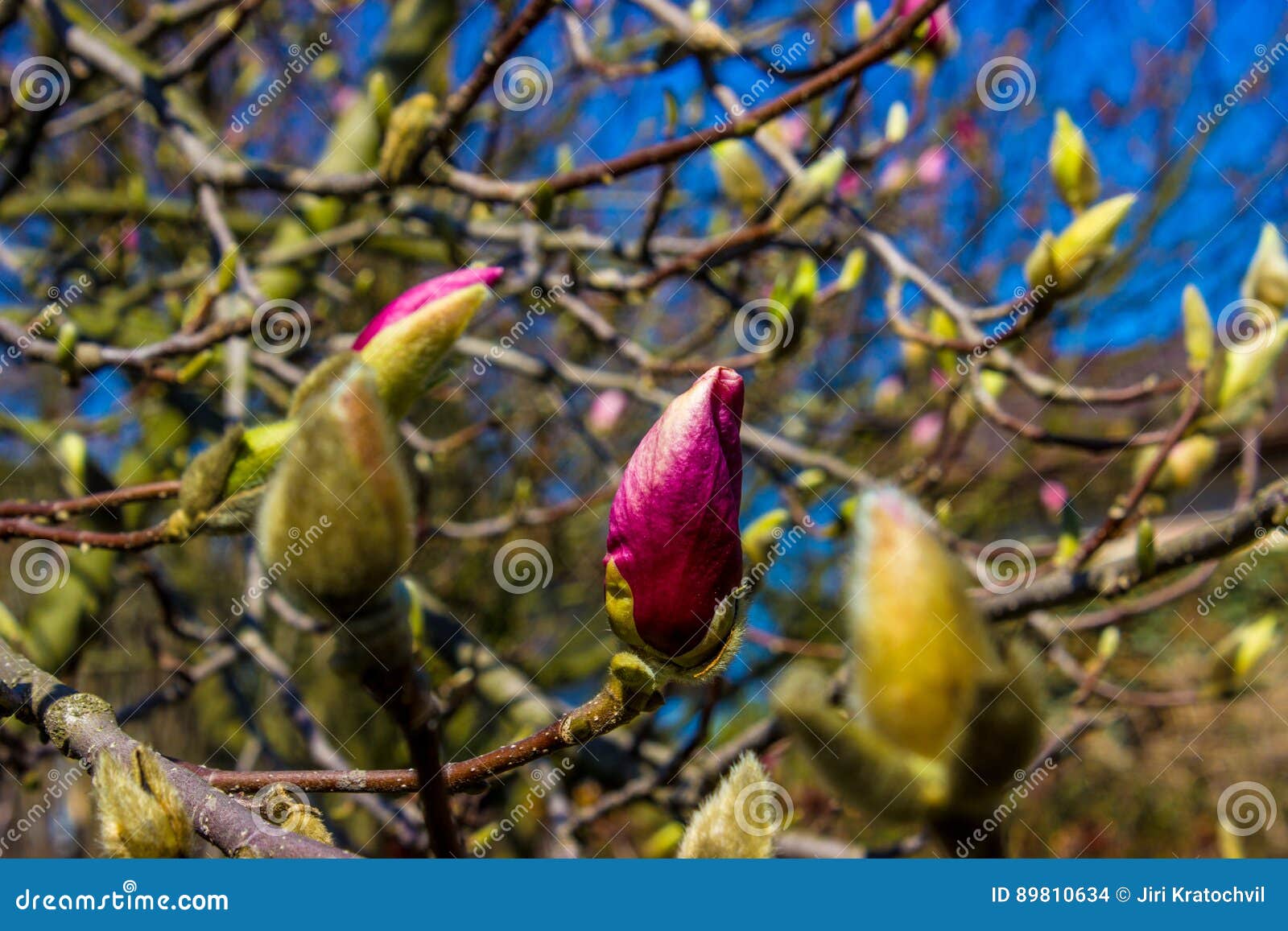 The First Spring Buds of Magnolia Stock Photo - Image of natural ...